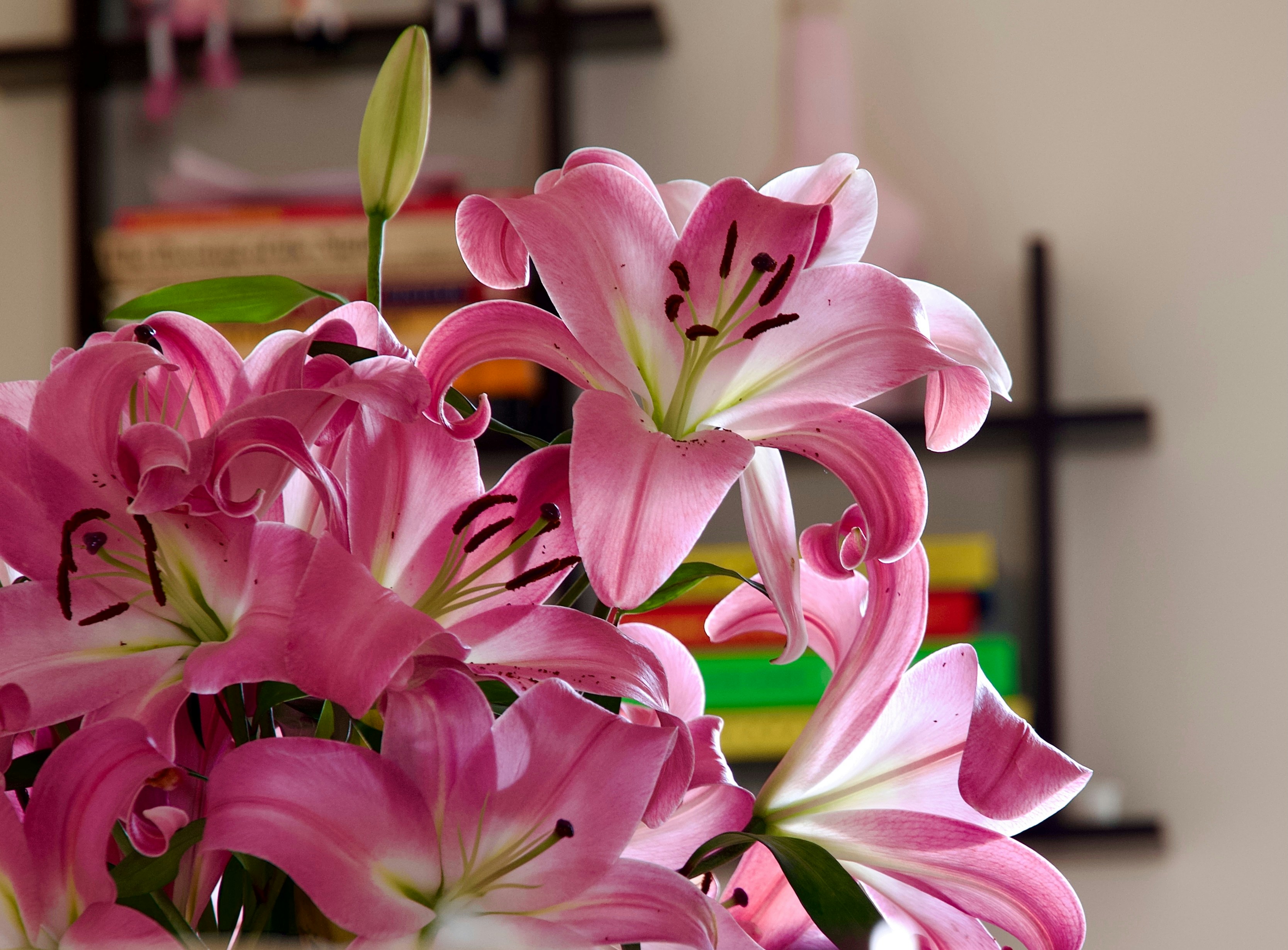 Foto Vas berisi bunga merah muda di atas meja – Gambar Bunga Gratis di ...