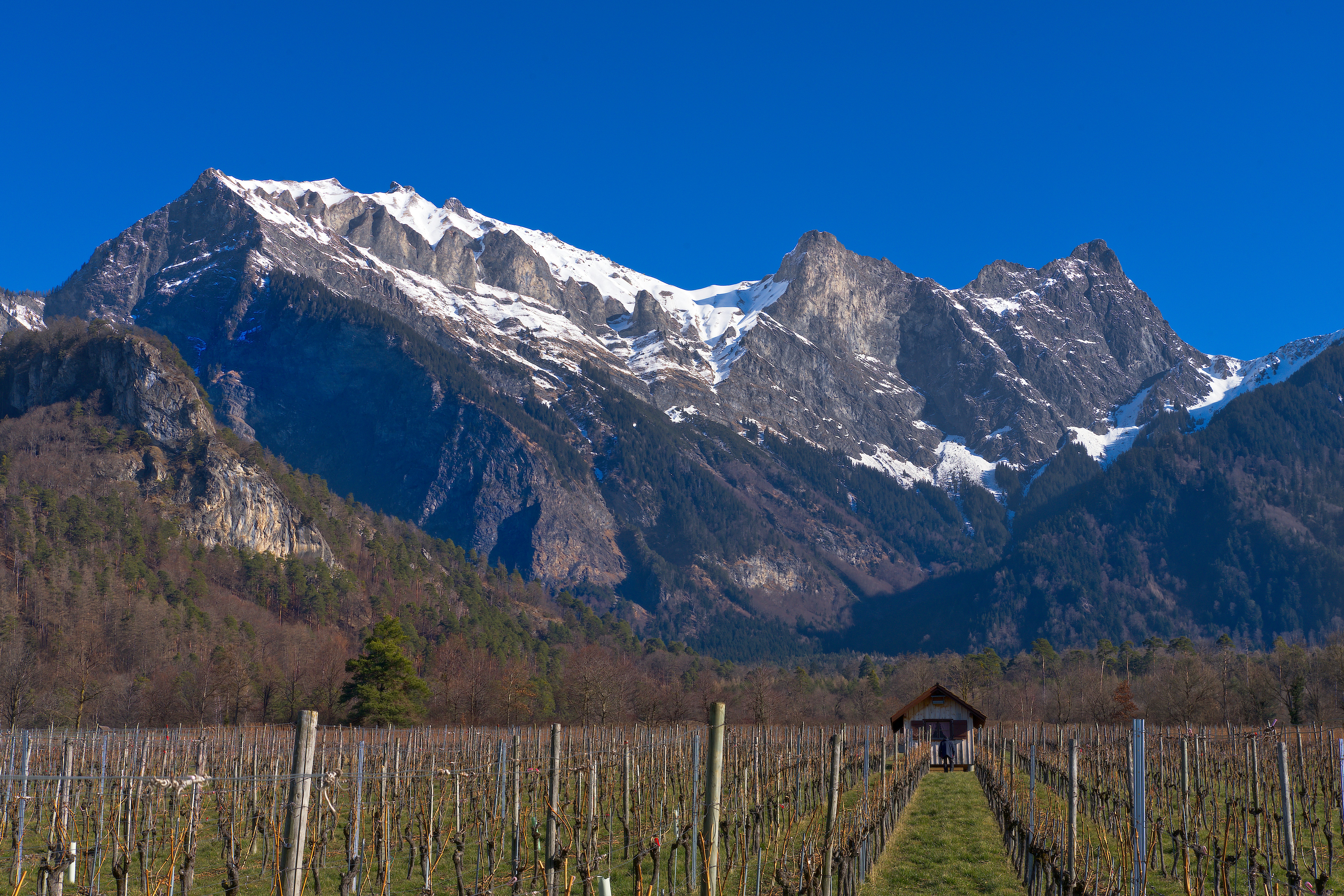 Vineyard Approach: A Path to a Snow-Kissed Alpine Hut