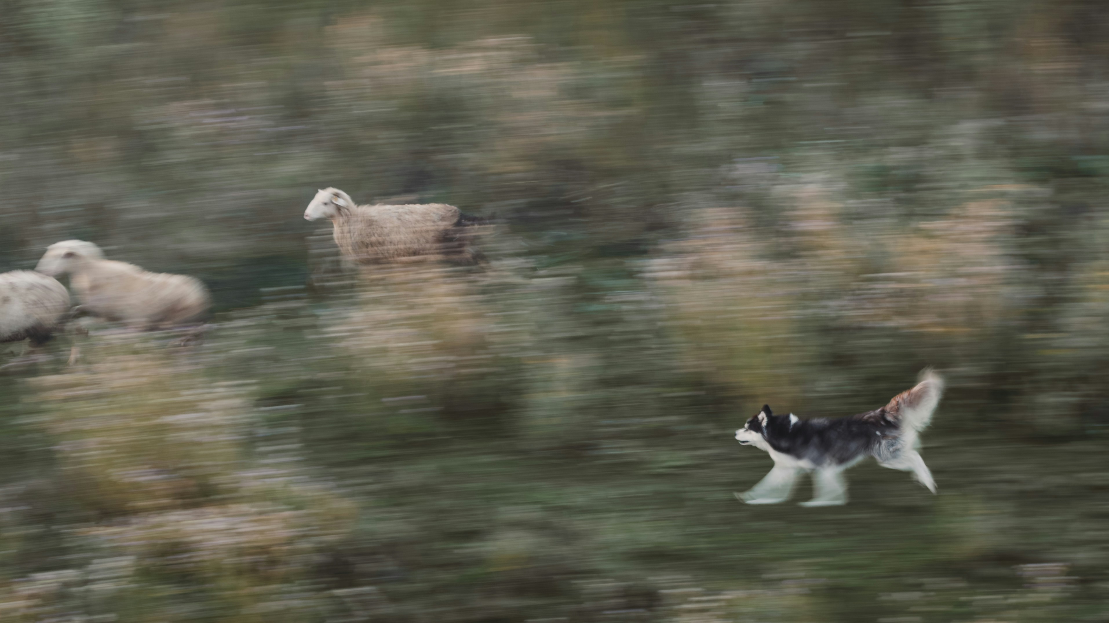 Canyon Run: A Border Collie Pursues Trail Sheep Across Wind-Swept Moor