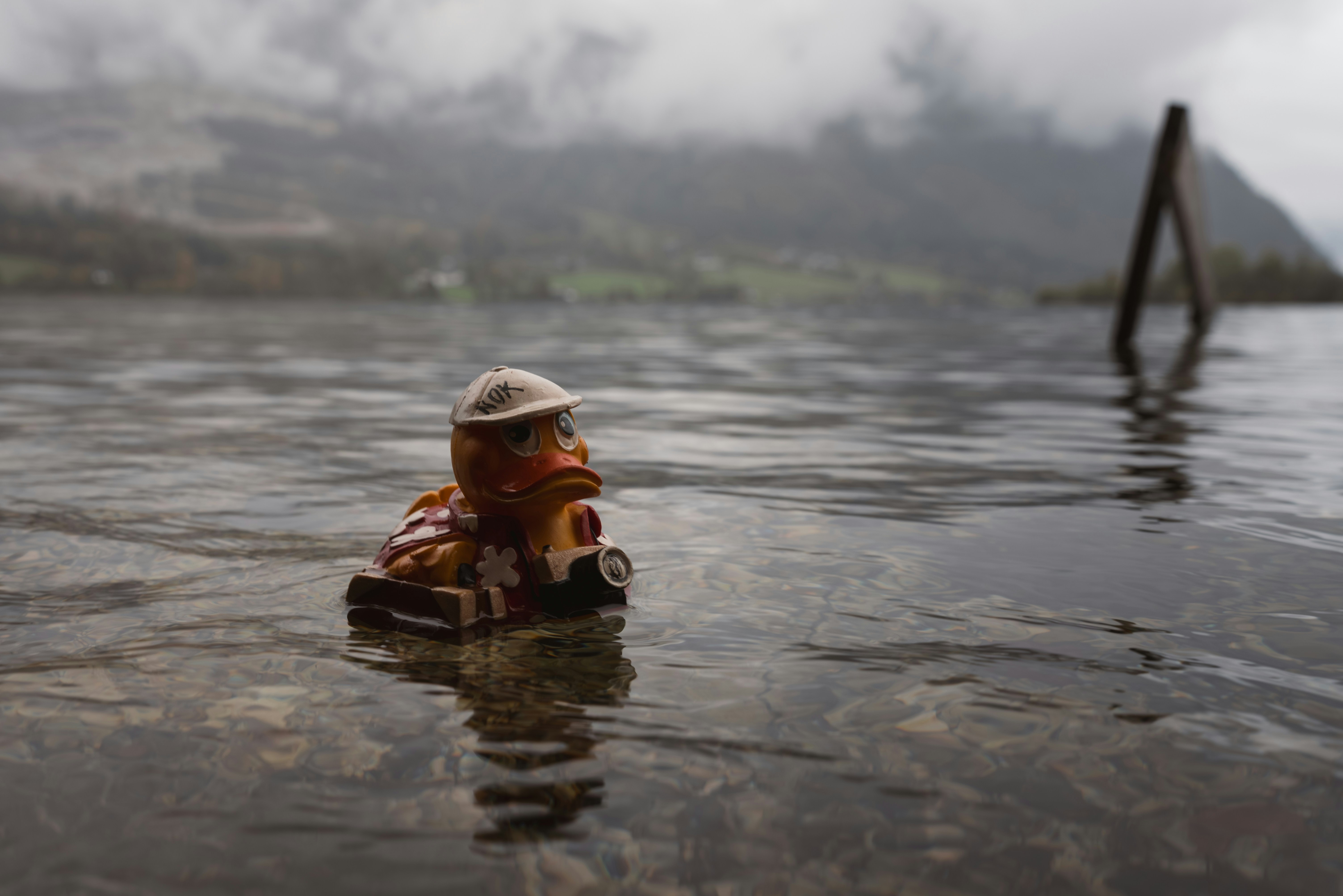 Duck afloat in a quiet lake with distant mountains