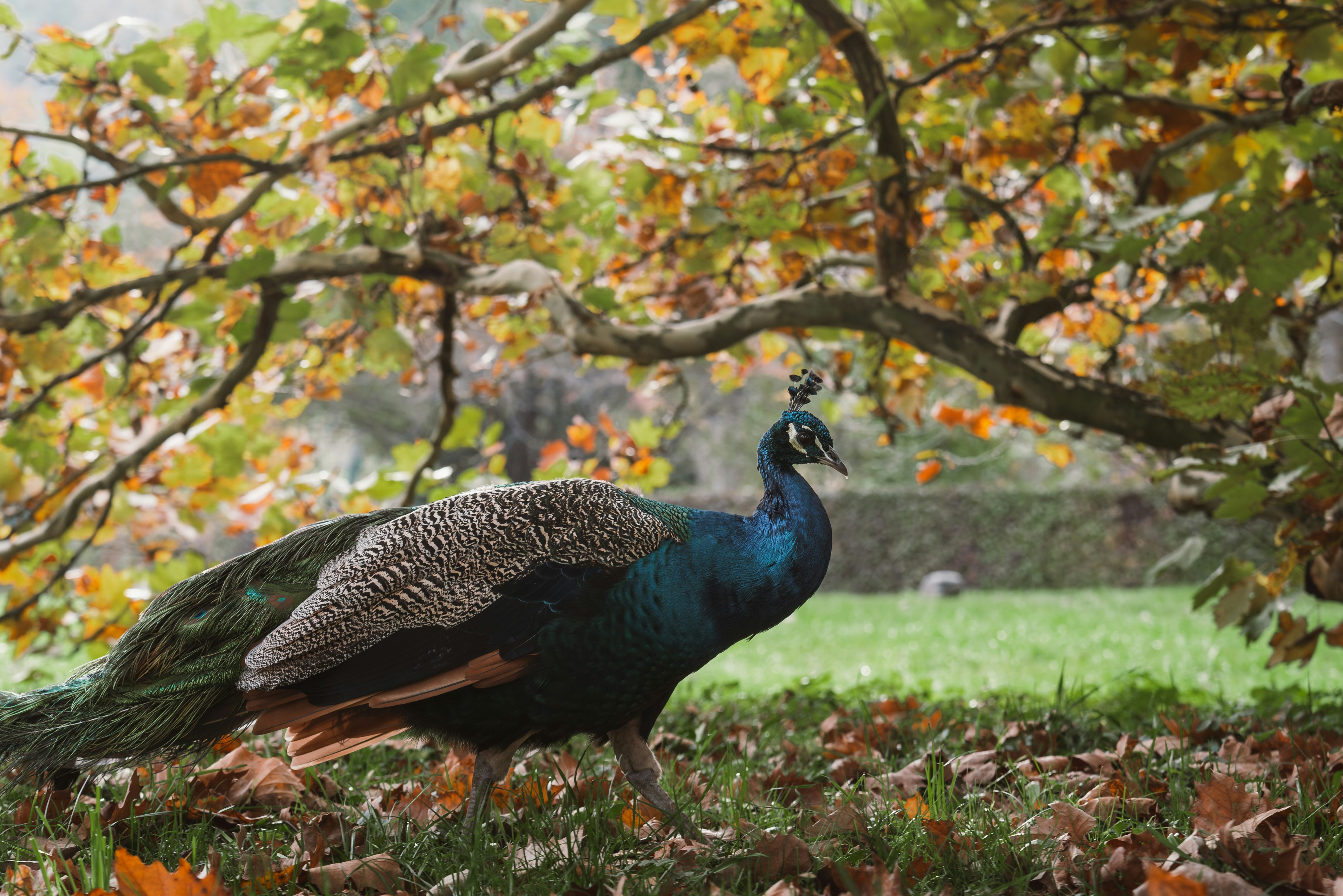 Emerald Plume Amid Autumn Leaves in a Quiet Park
