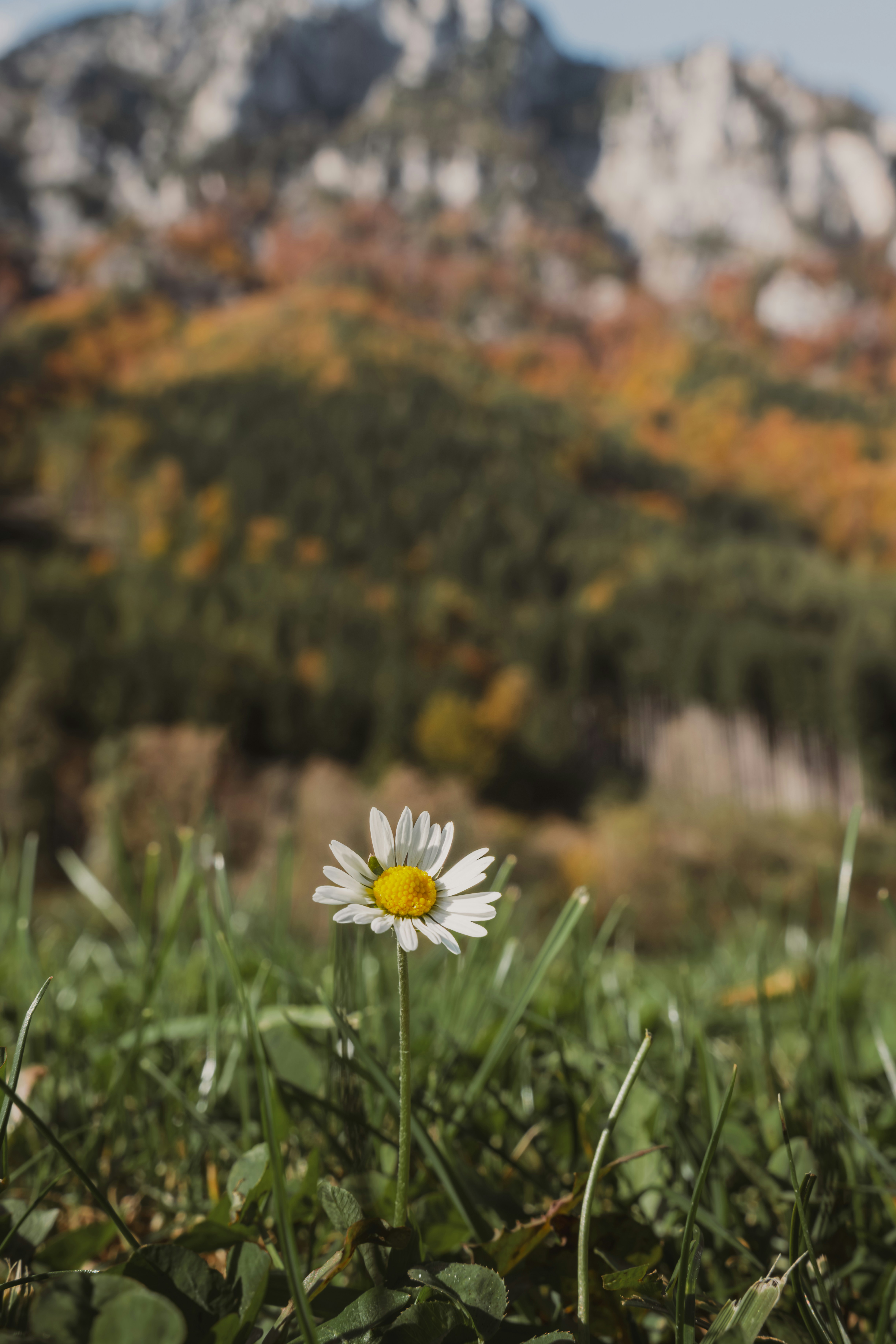 A single daisy sitting in the grass in front of a mountain photo – Free ...