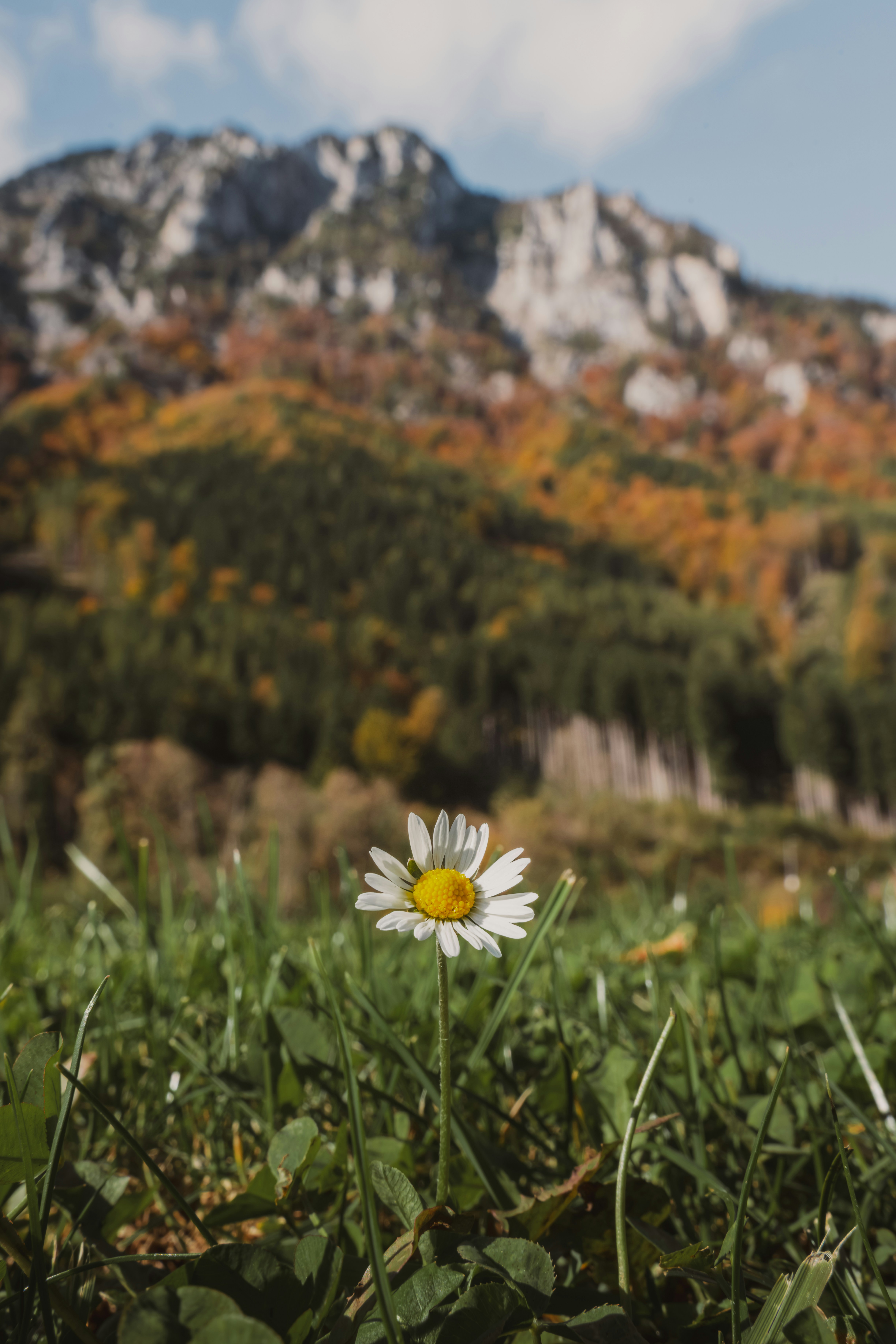 Daisy in the Foreground, Autumn Ridge in Soft Focus