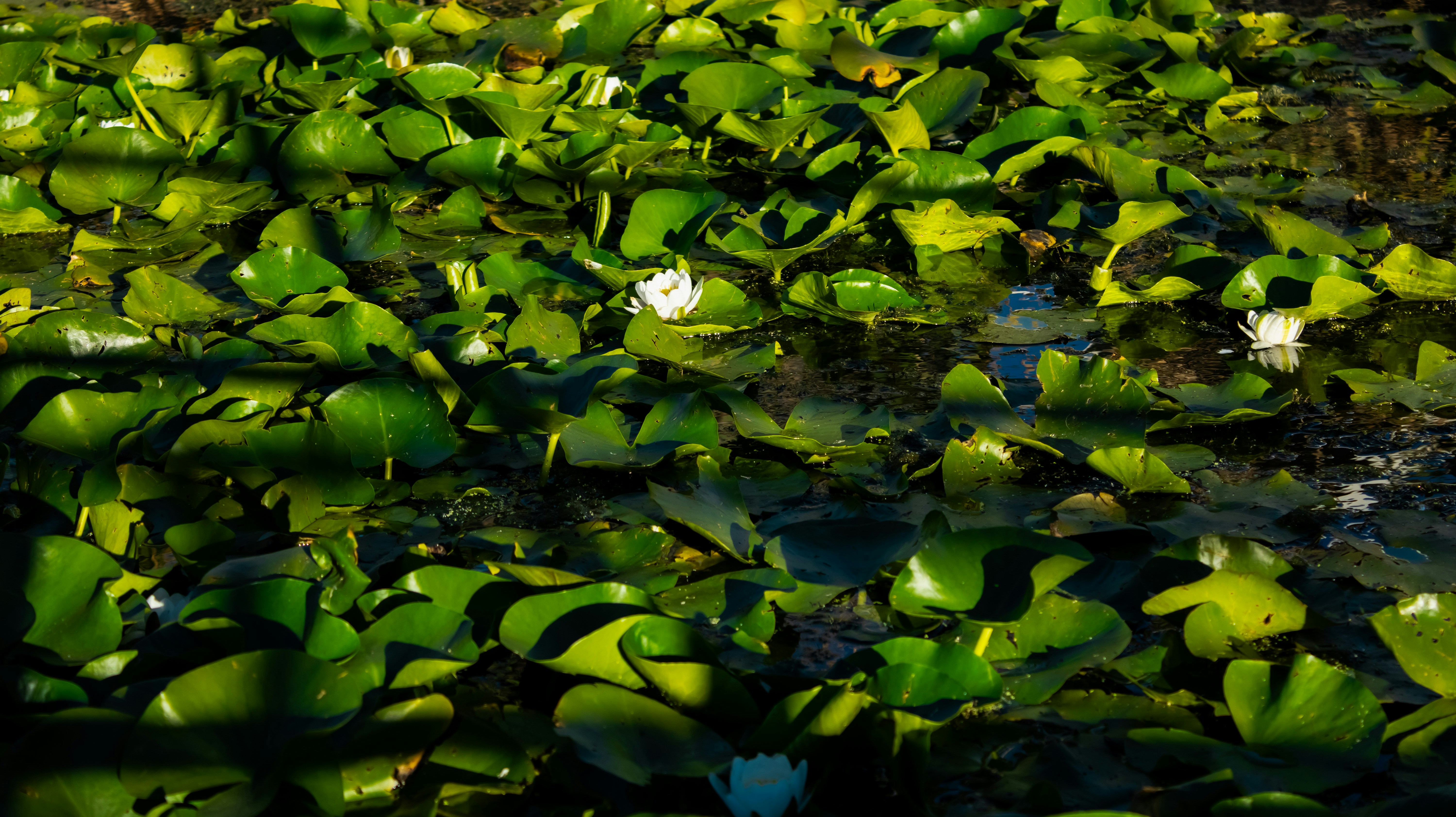 Sunlit Lily Pad Mosaic with White Water Lilies
