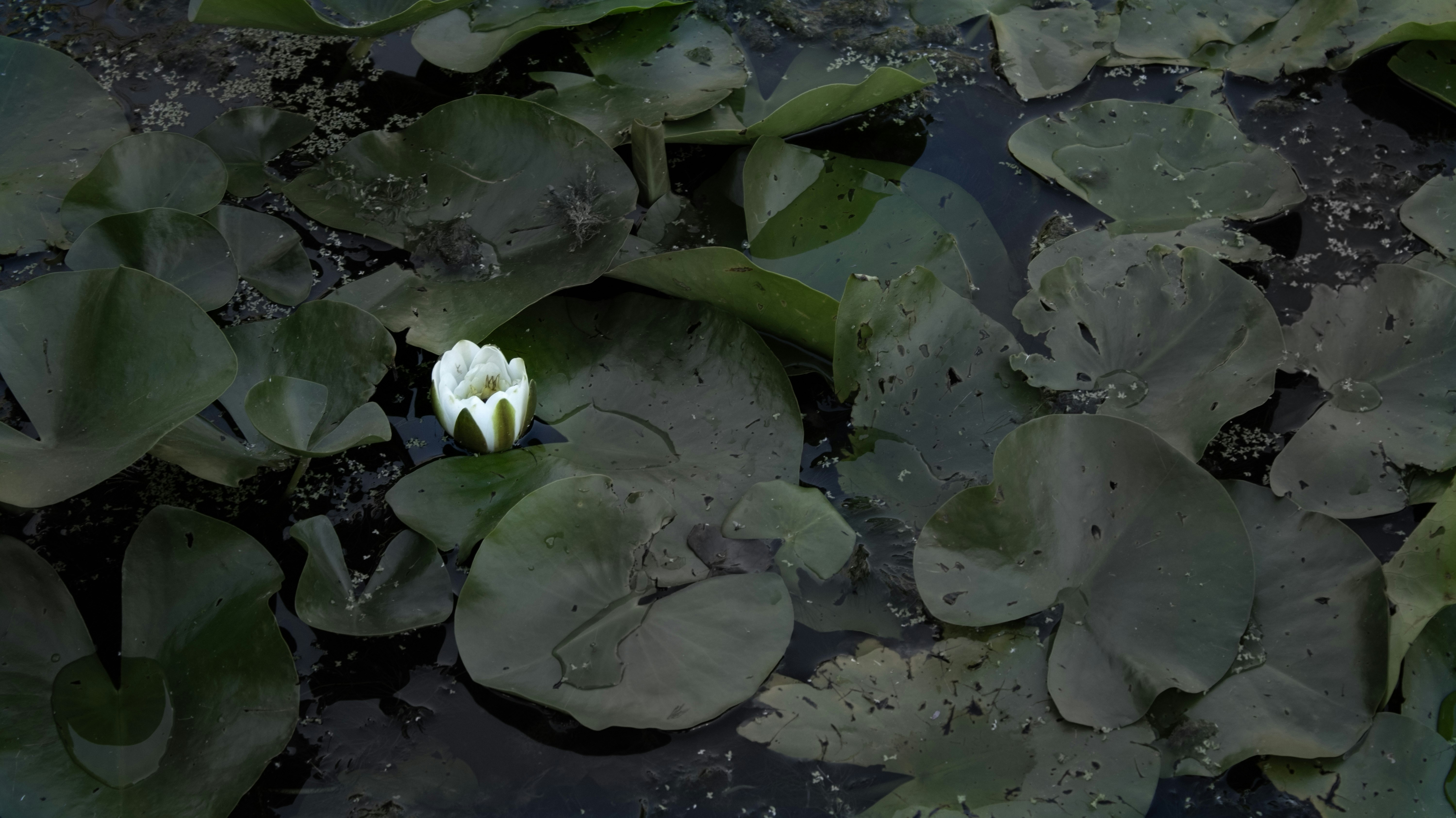 Lone White Water Lily Amid Shadowed Pads on a Quiet Pond