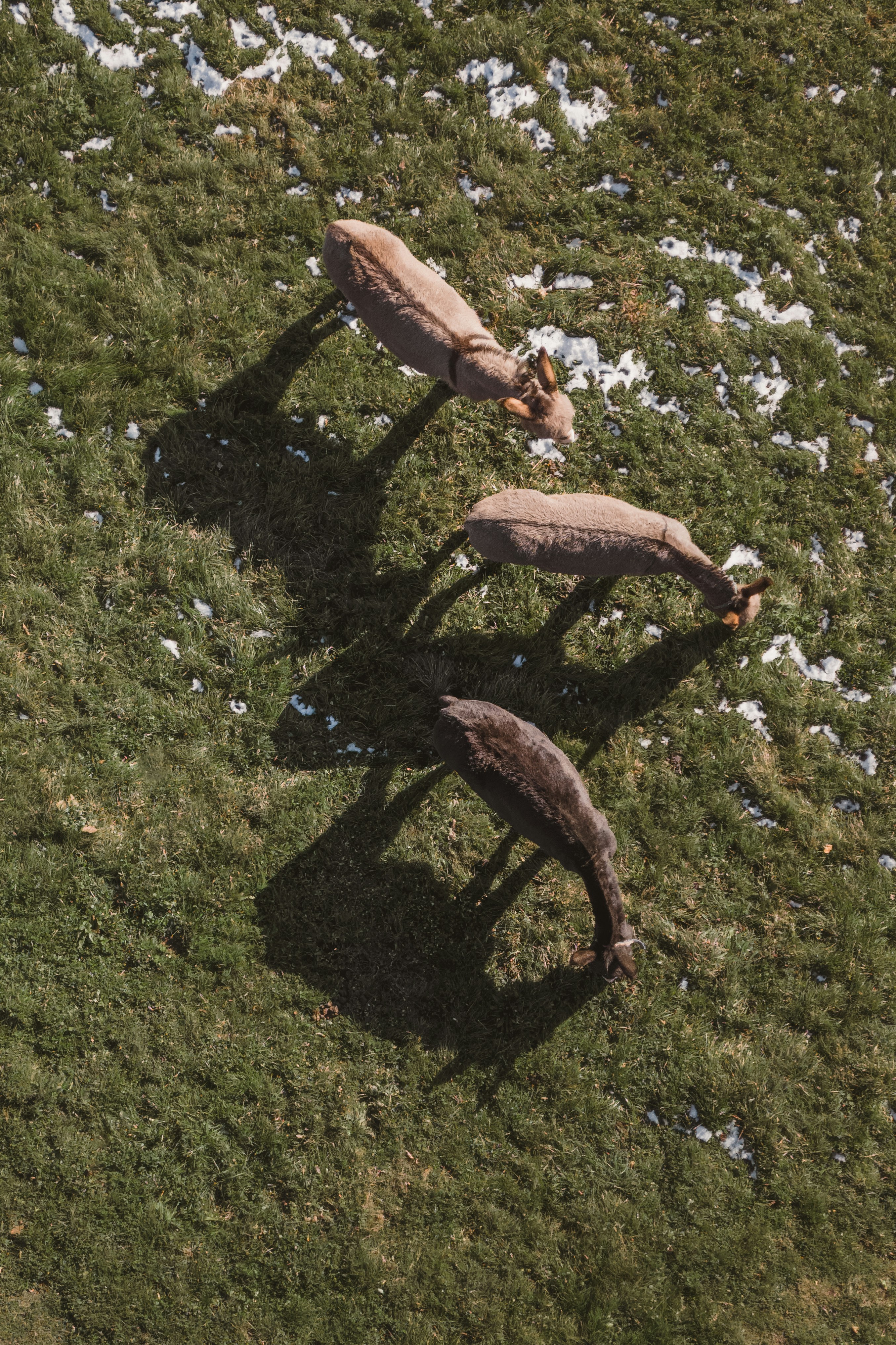 Top-Down Quartet: Four Grazers Thread a Shadowed Path Across a Frost-Dusted Field