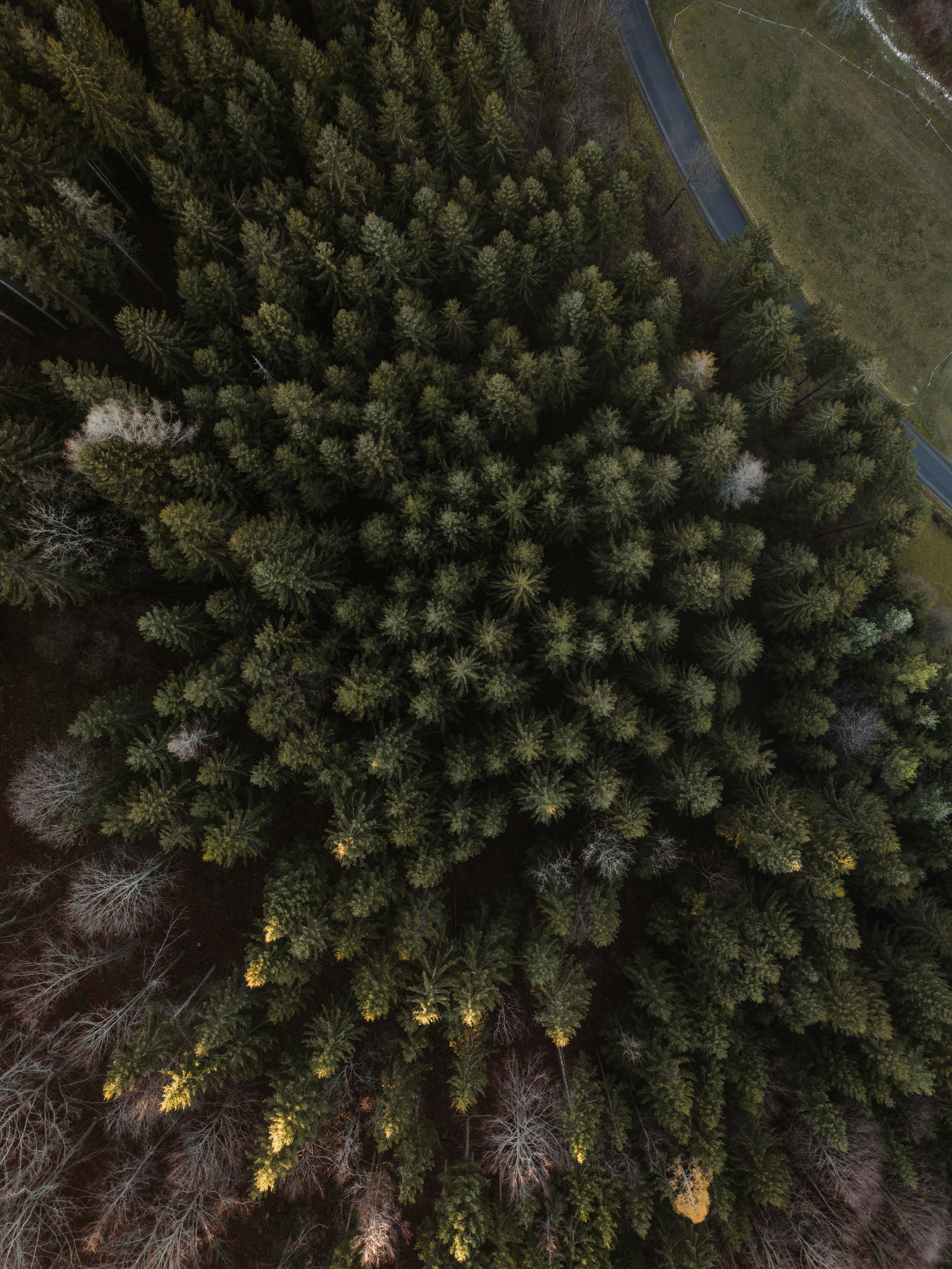 Conifer Sea from Above: A Quiet Road Wends Through Dense Pines