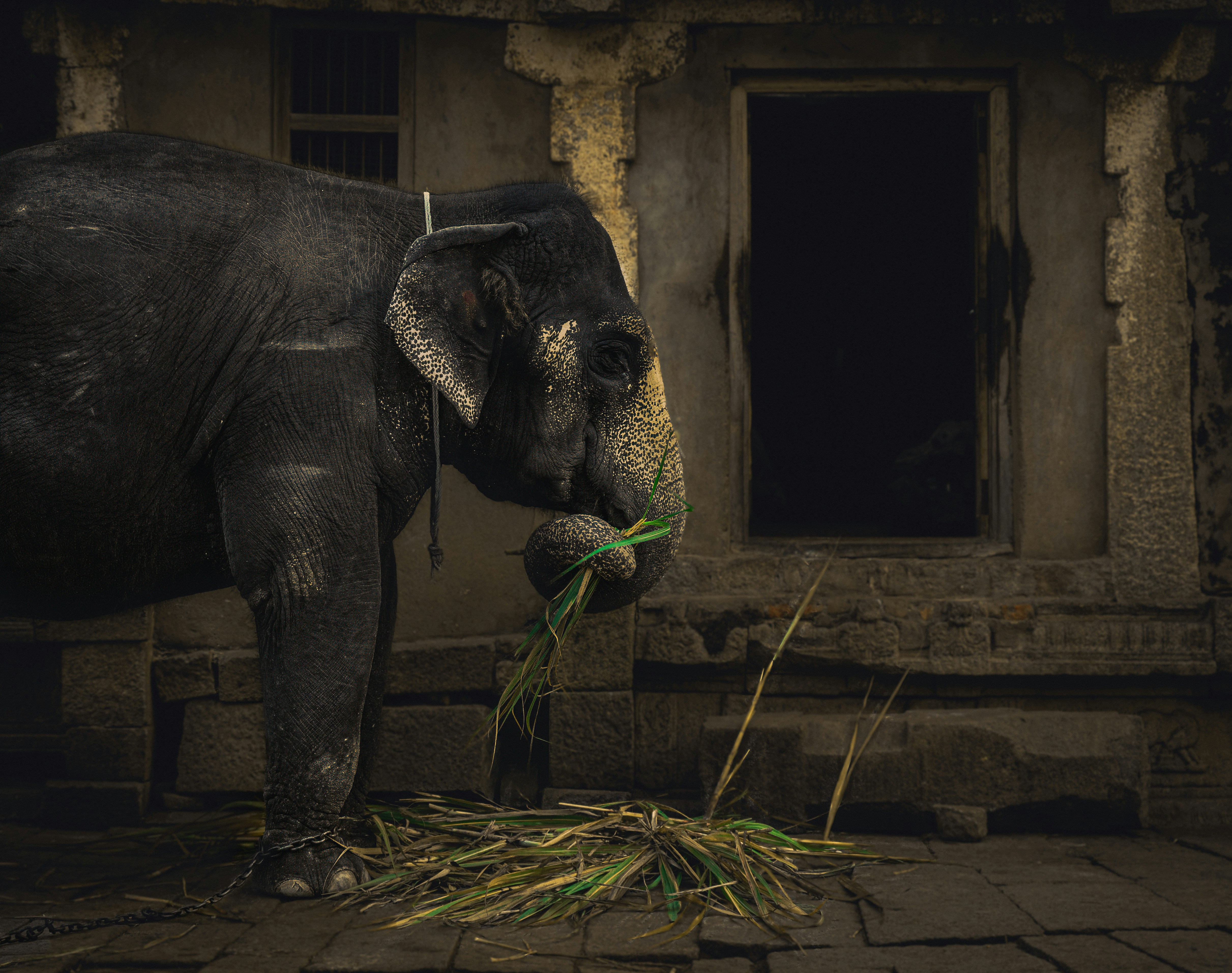 Duskbound Courtyard Feast: An Elephant Quietly Feeds Among Ruins