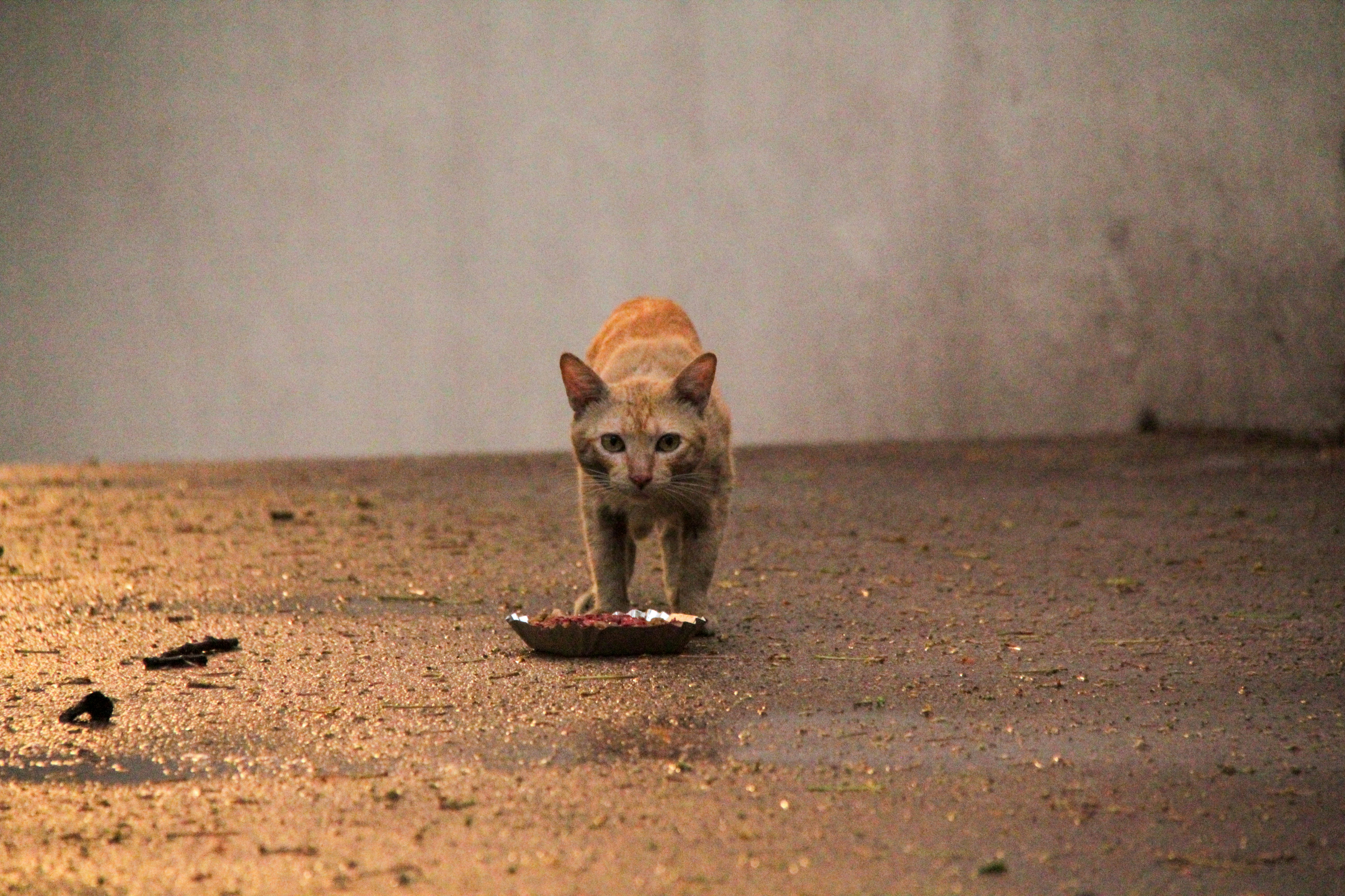 A cat walking across a street next to a bowl of food