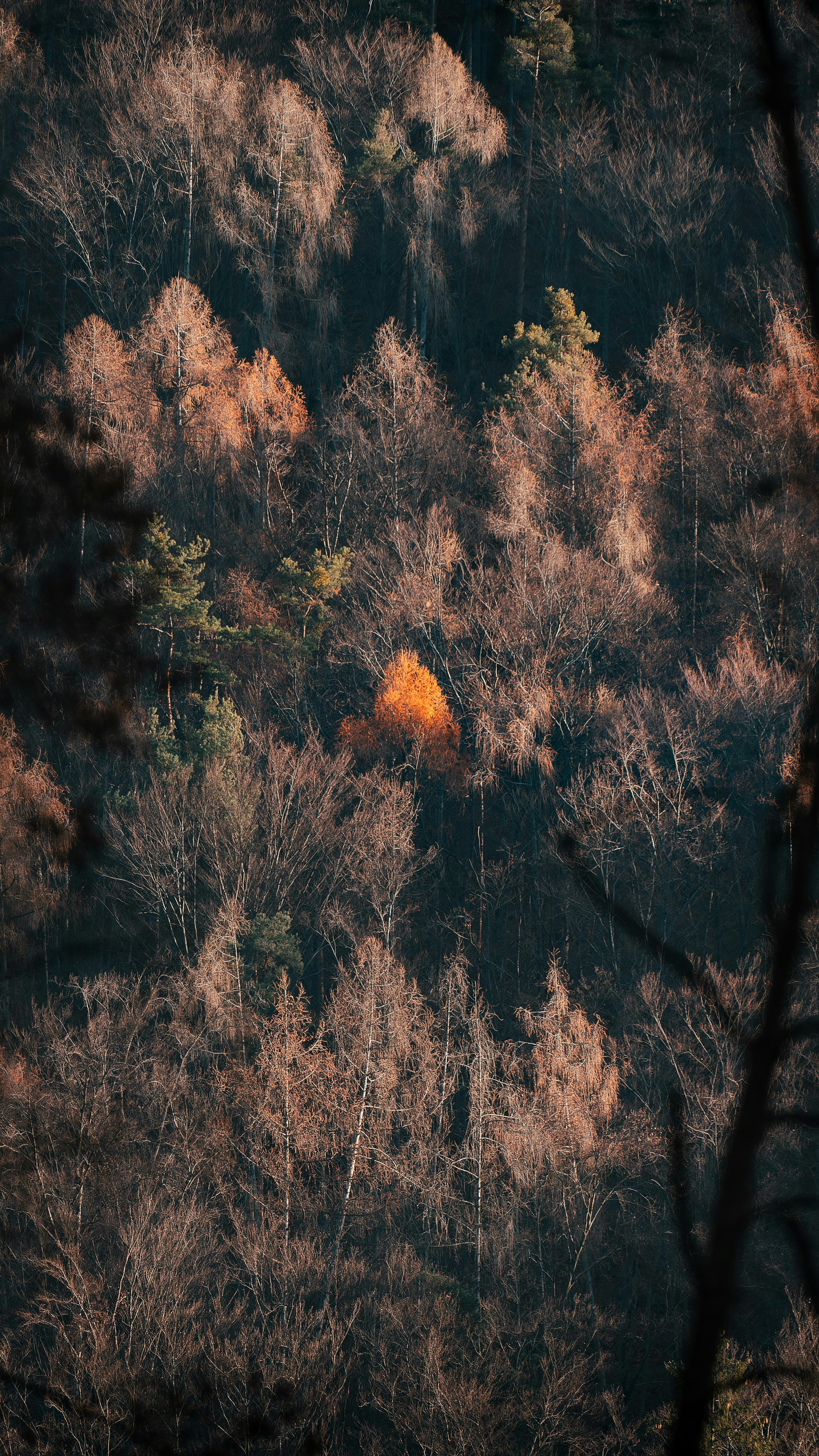 Lone Ember Among Bare Silhouettes of Autumn Forest