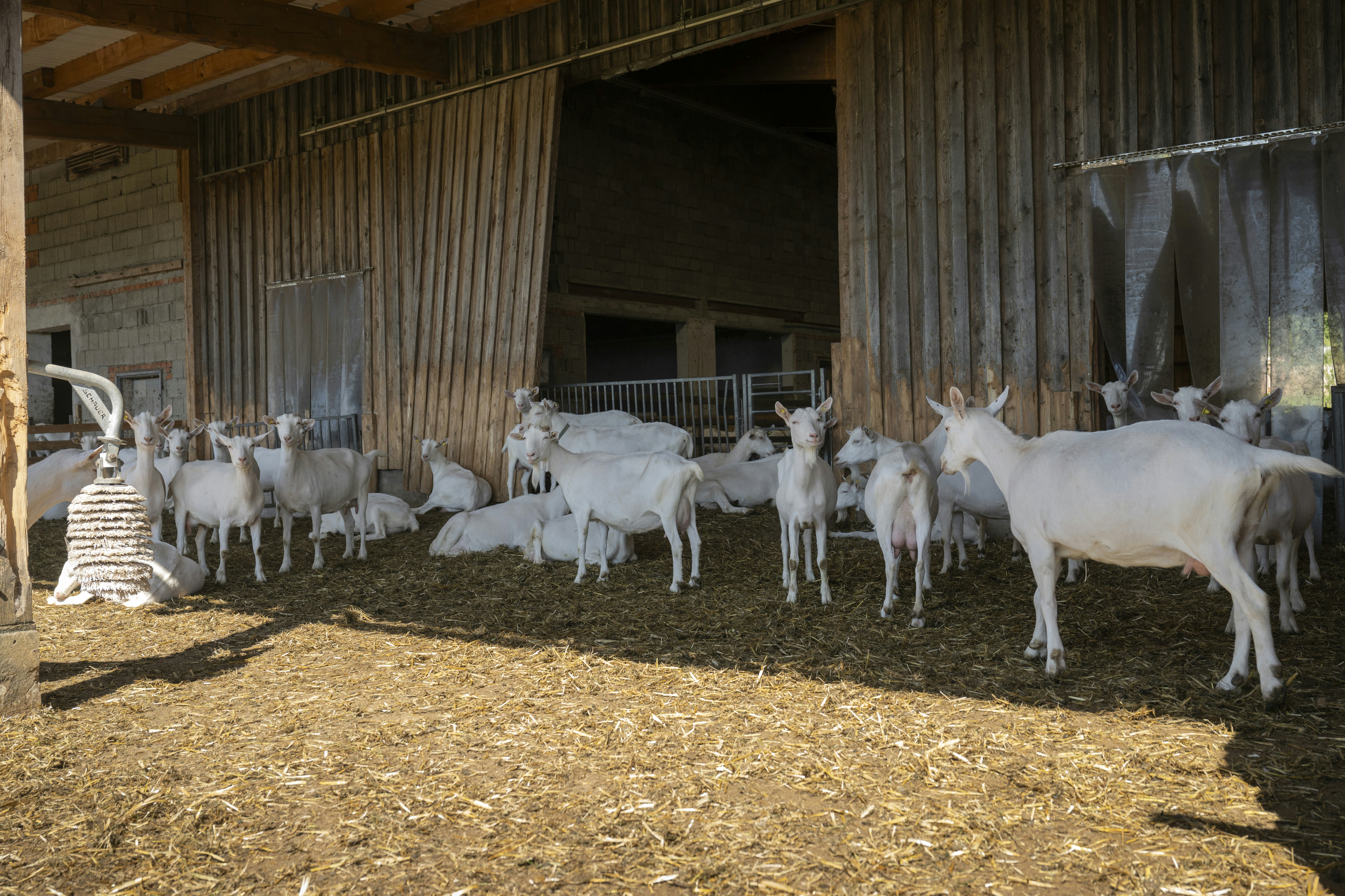 A herd of white goats in a barn photo – Free Organic farming Image on ...