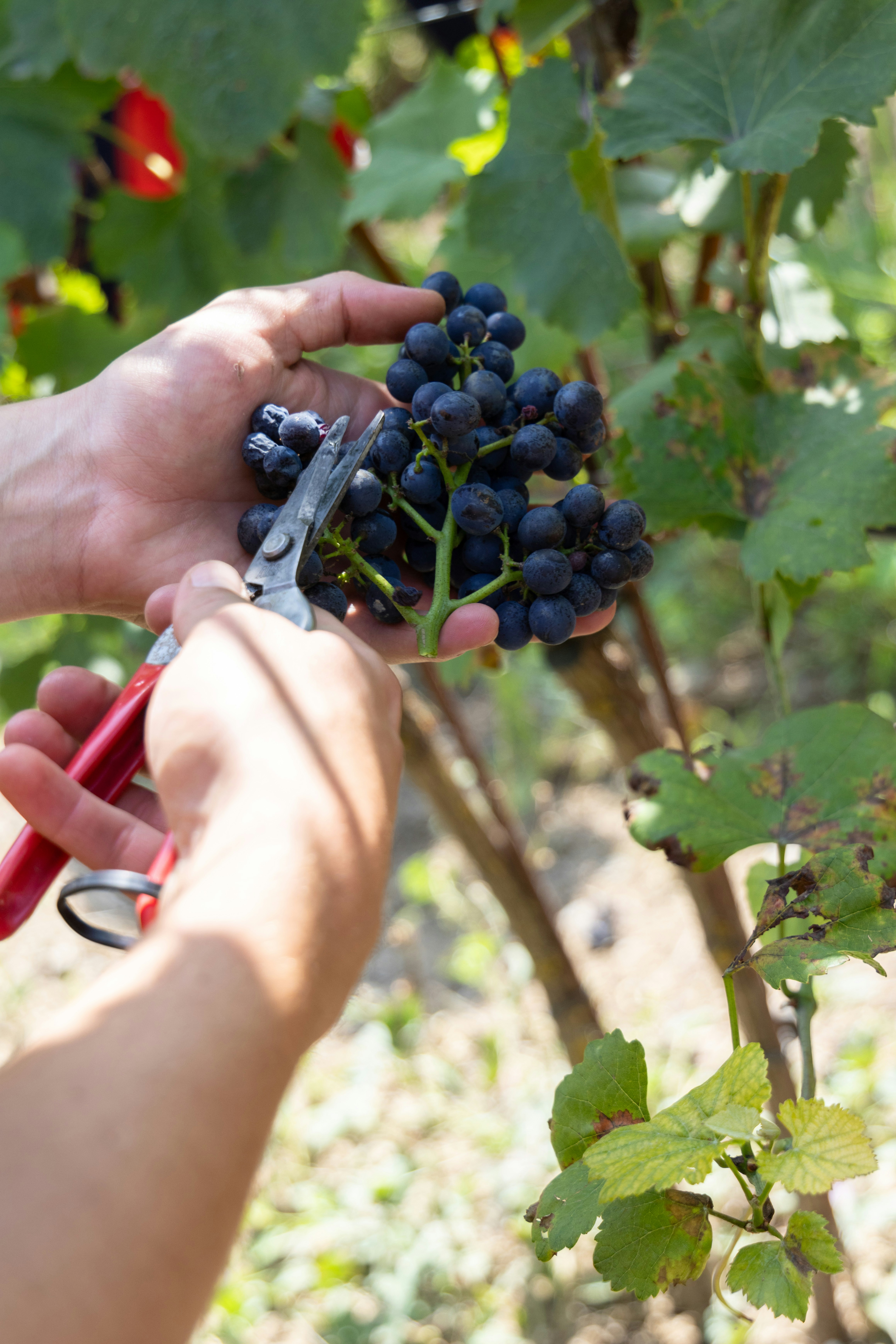 A person cutting grapes with a pair of scissors photo – Free Wine Image ...