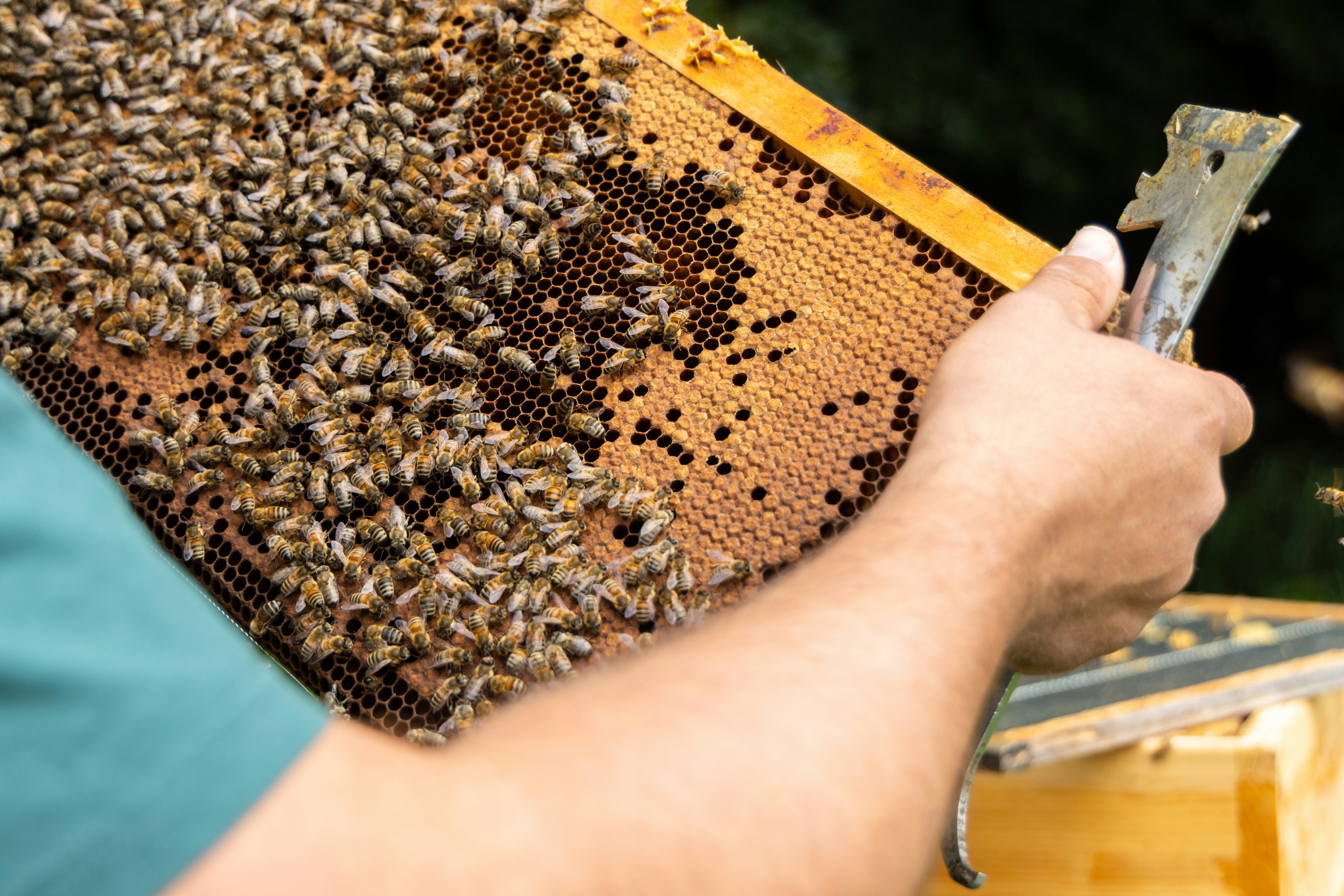 A man holding a comb and a bunch of bees photo – Free Organic farming ...