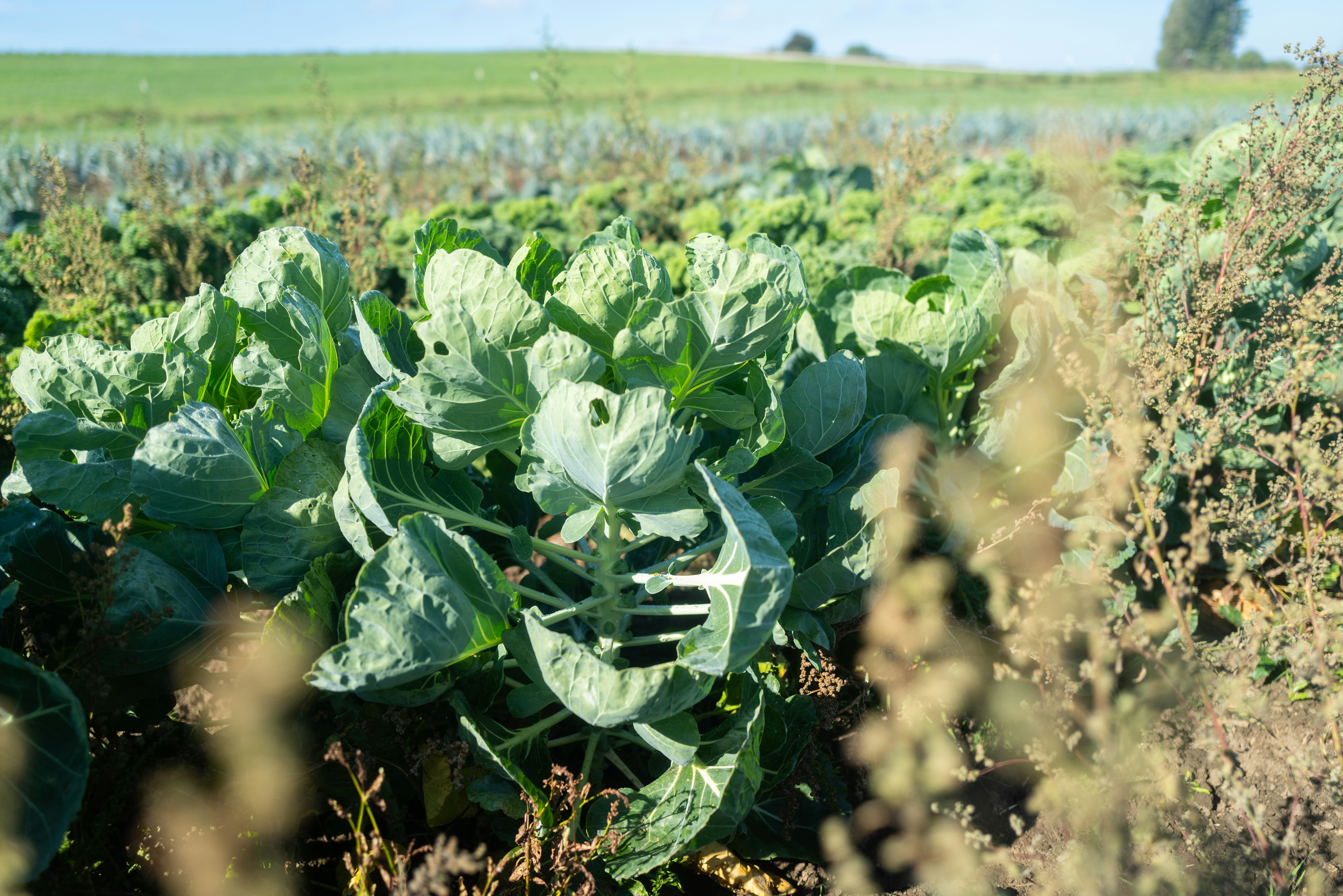 A large field with lots of green plants photo – Free Organic farming ...