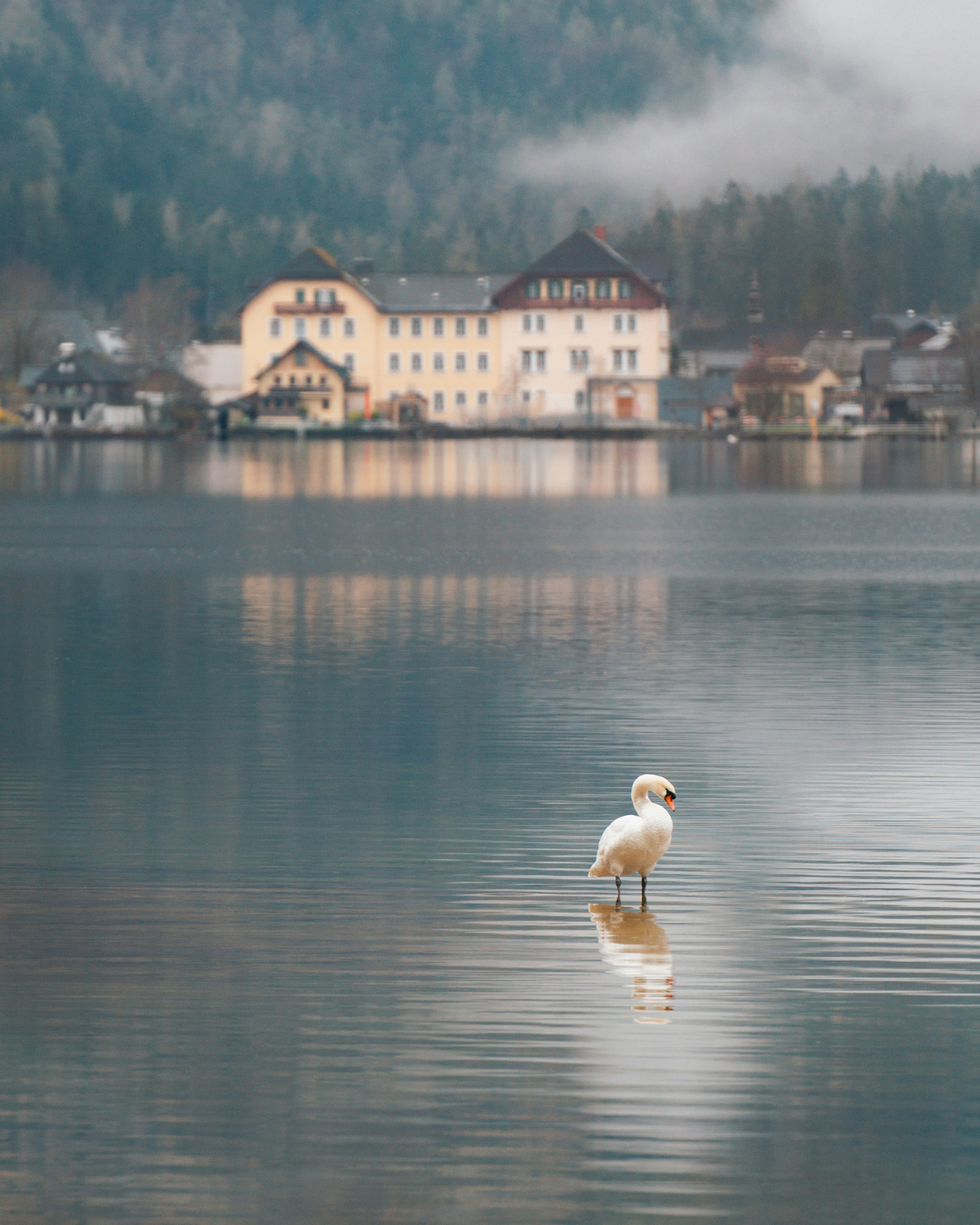Lone Flamingo at a Misty Alpine Lakefront