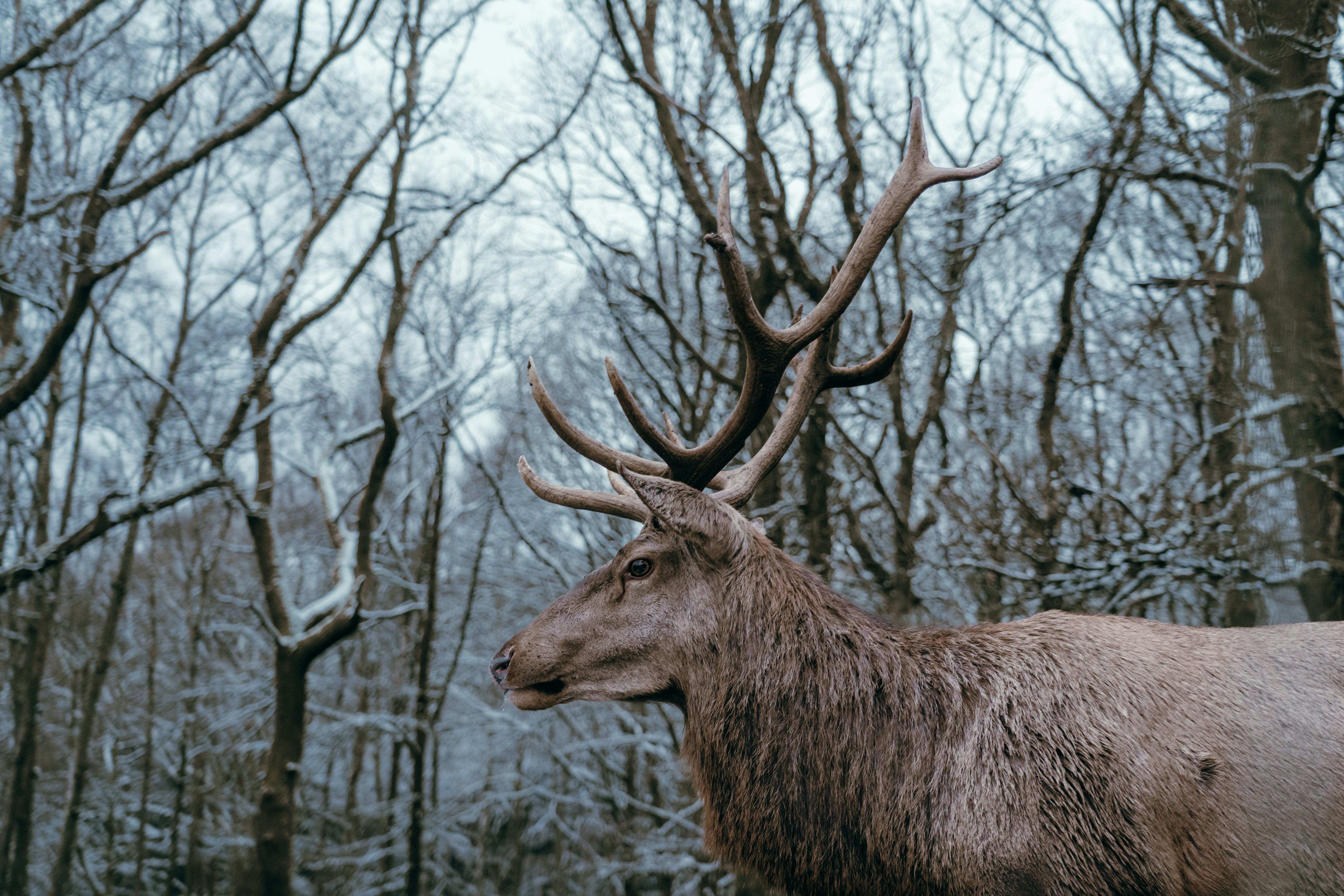 Regal Monarch of the Frosted Forest