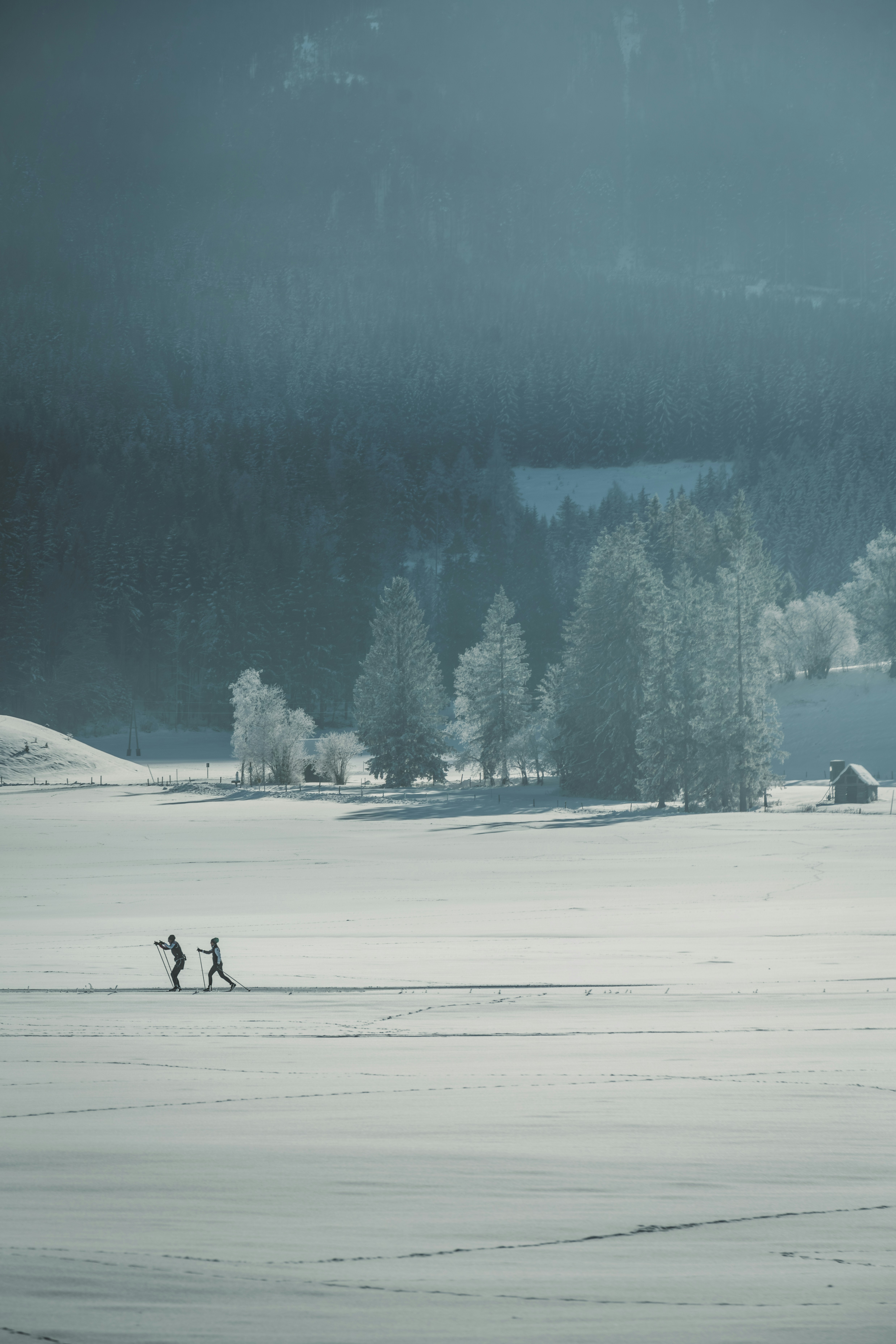 Snowfield Duo: A Quiet Trek Beneath Frosted Pines