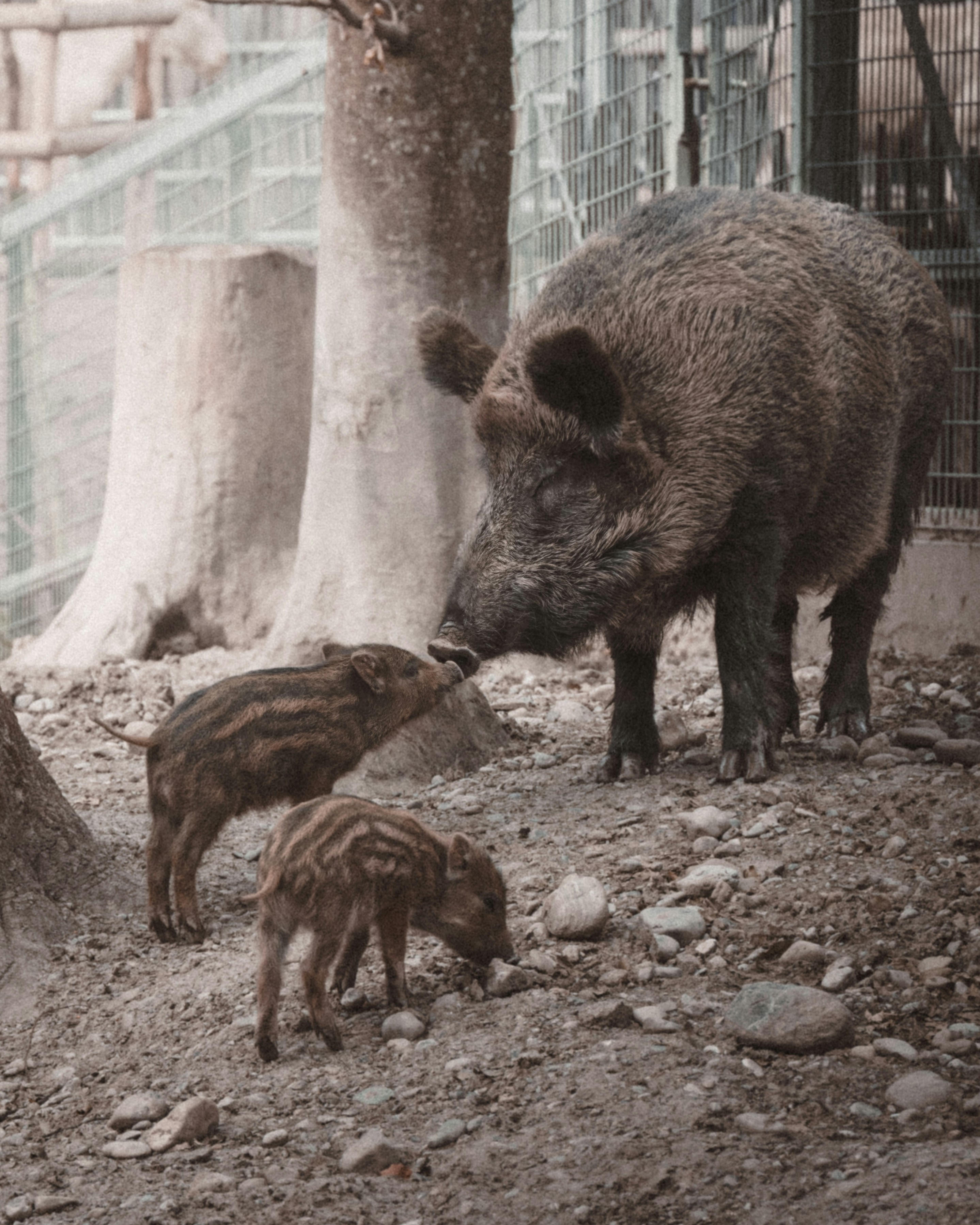 A group of wild boars in a zoo enclosure photo – Free Wallpaper Image ...