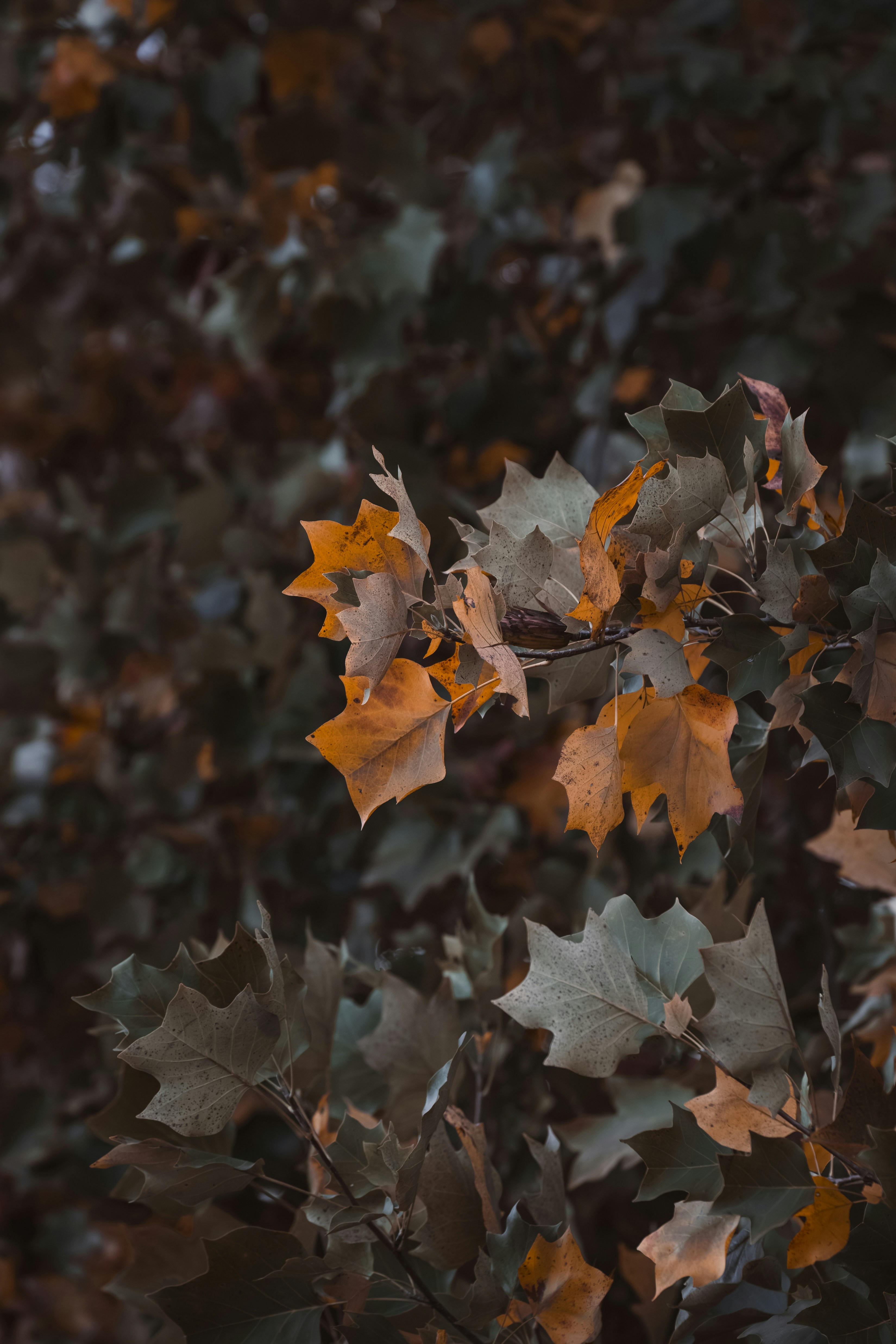 Amber Cluster on a Quiet Branch in Dusk Light