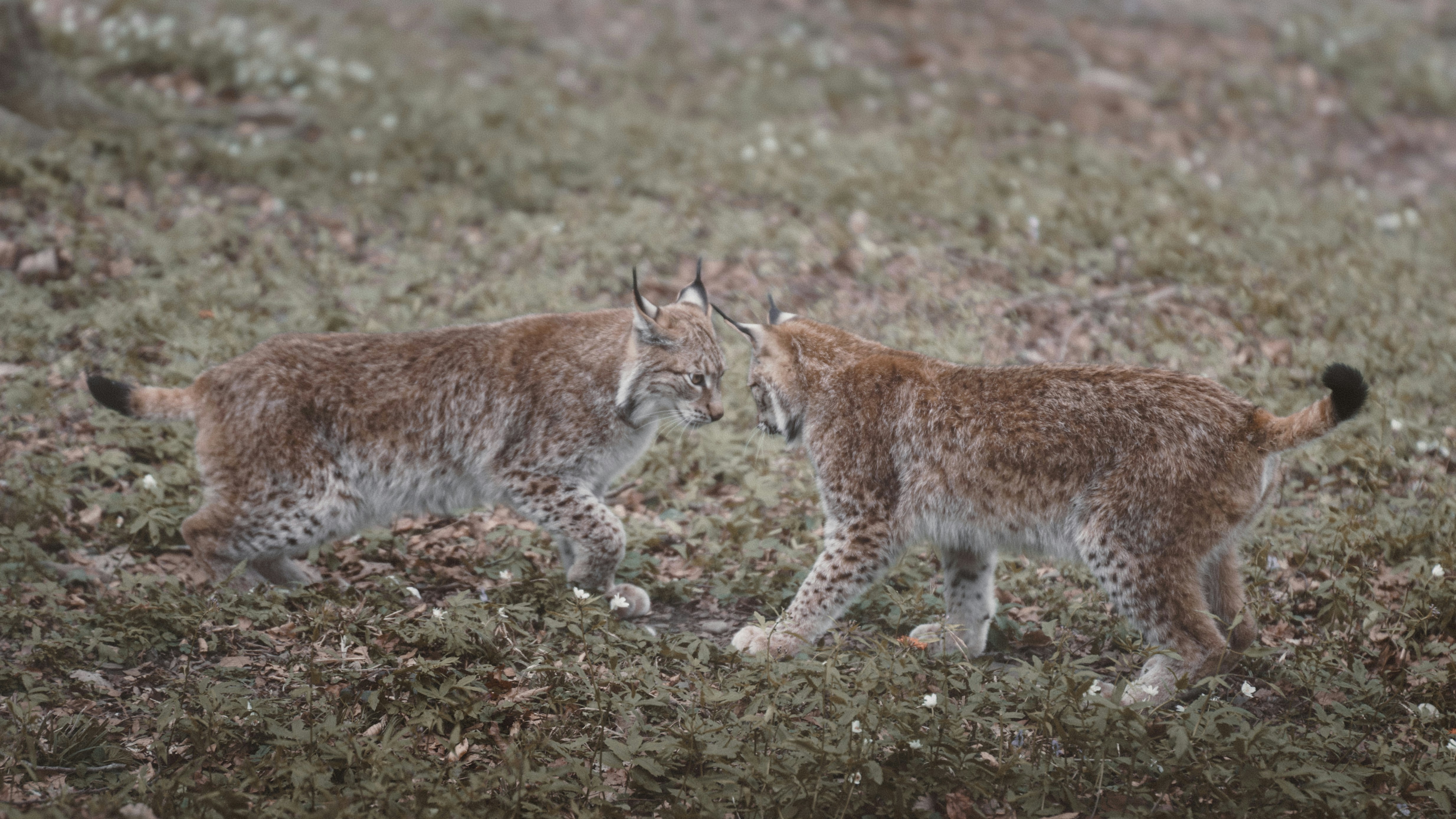 Two lynxes face each other on a leafy forest floor, their fur blending with the earthy surroundings.