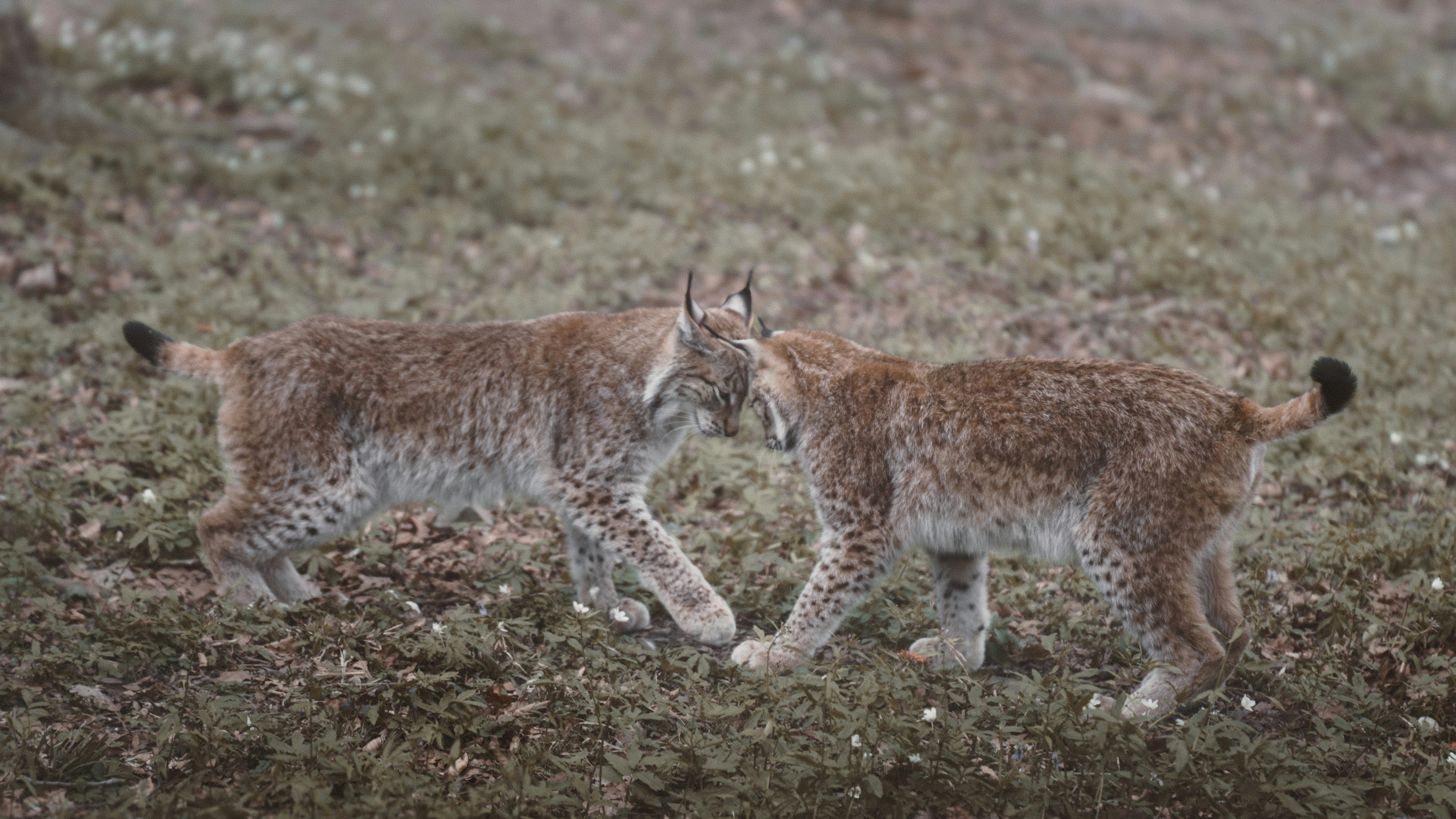 Tender Moment Between Forest Lynxes