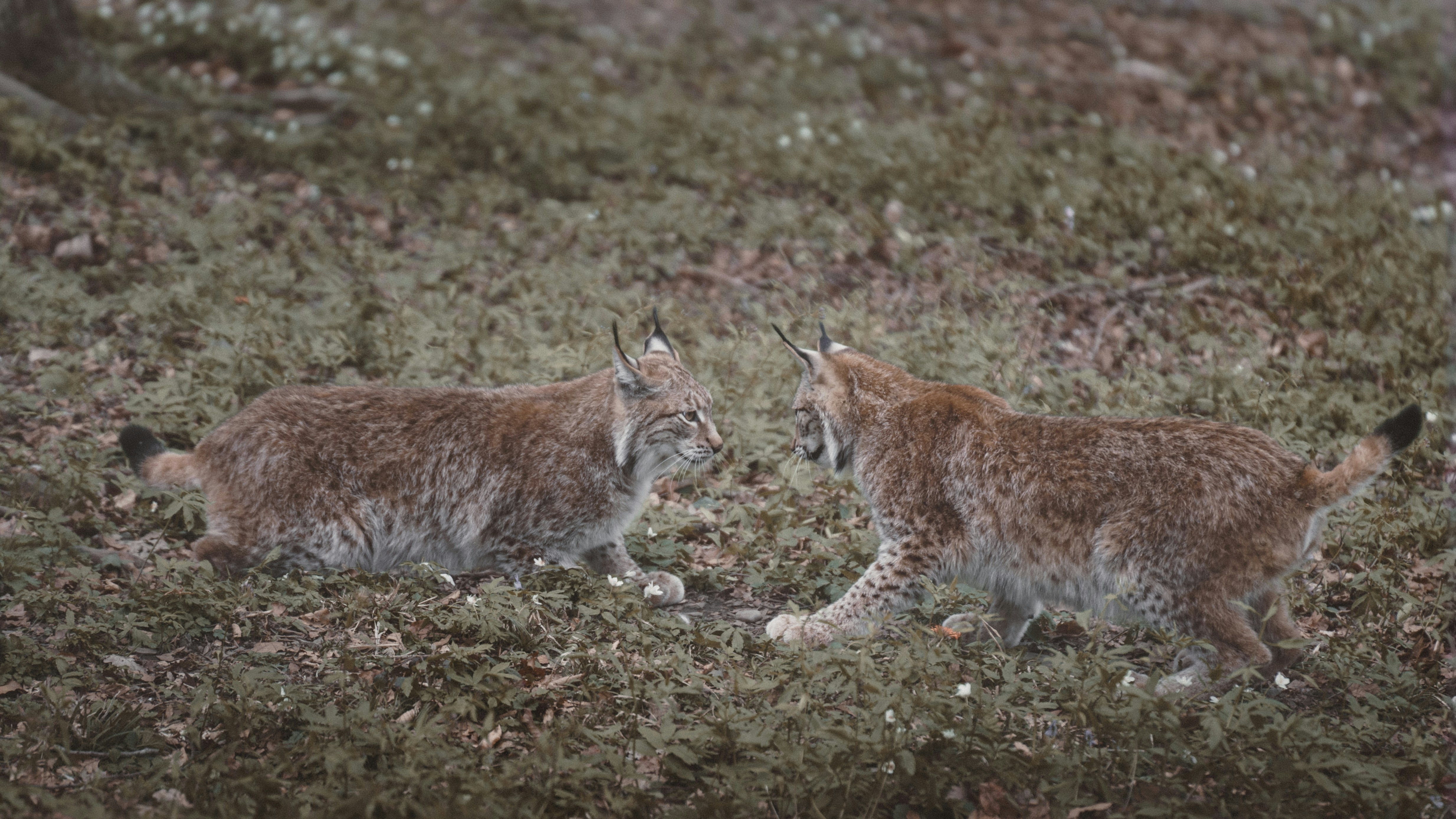 Una pareja de linces que están parados en la hierba foto – Imagen de ...