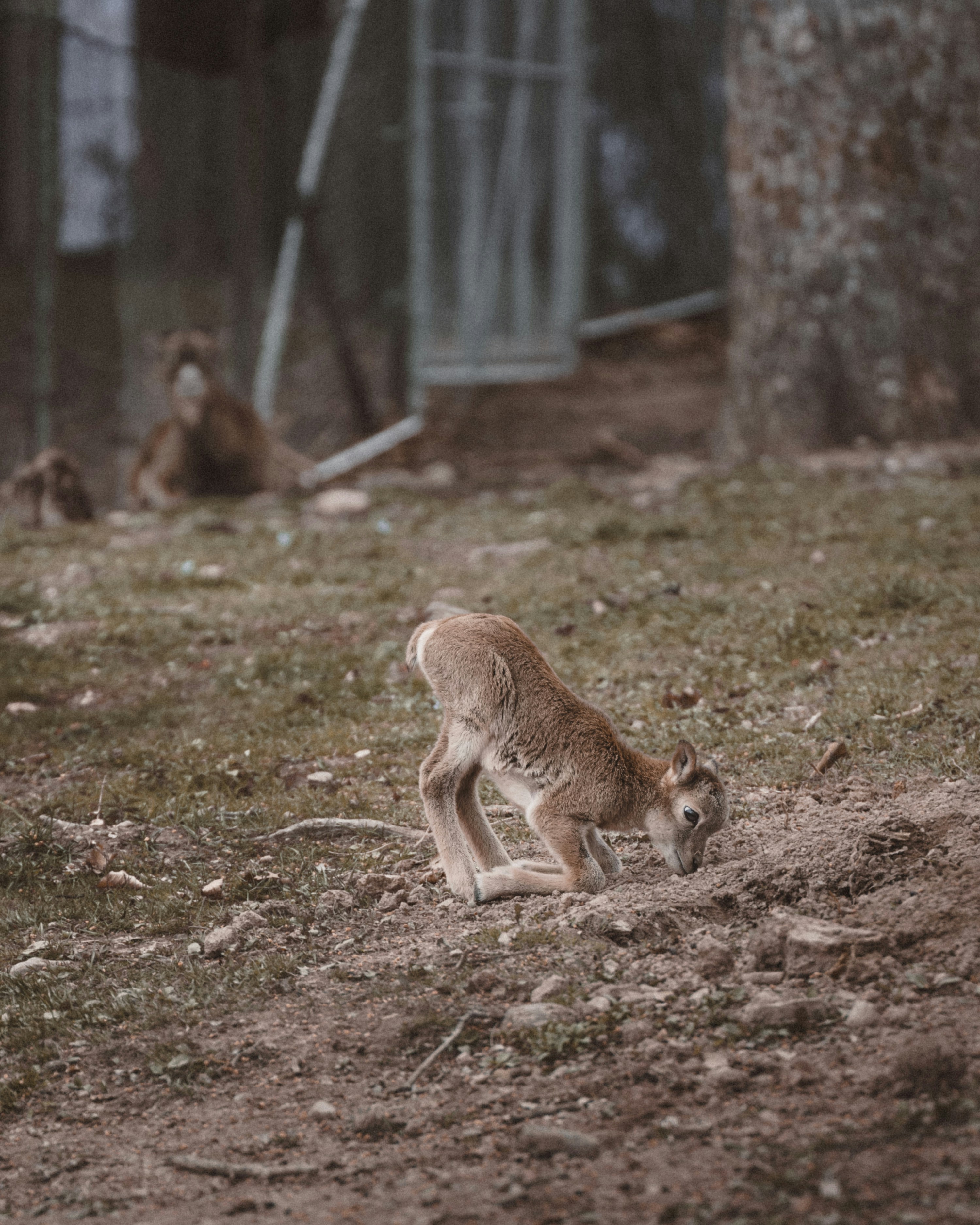 A young kangaroo digs in the dirt of a quiet backyard. A blurred companion and a wooden structure fade into the background.