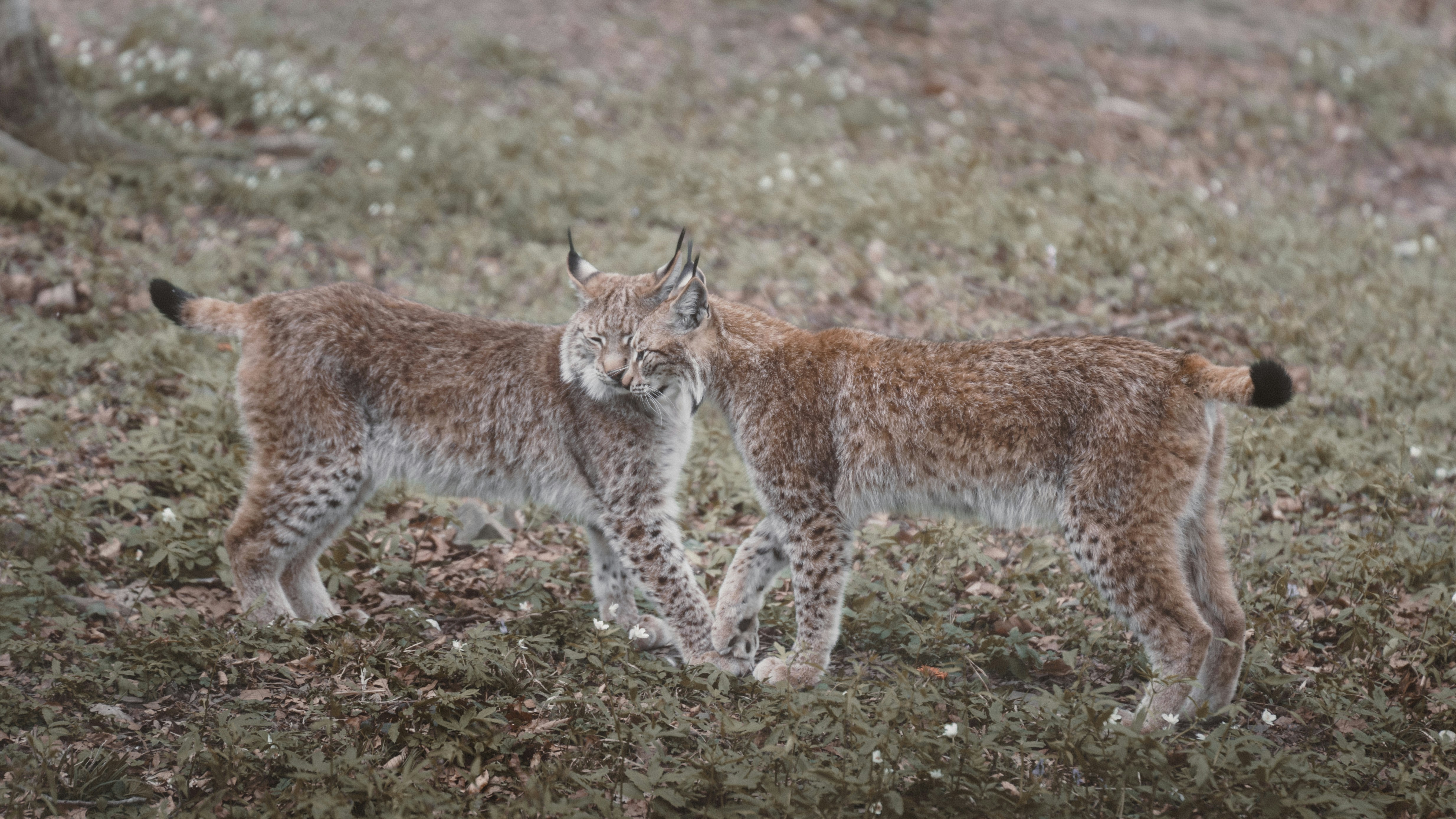 Whiskered Wanderers in Woodland Harmony