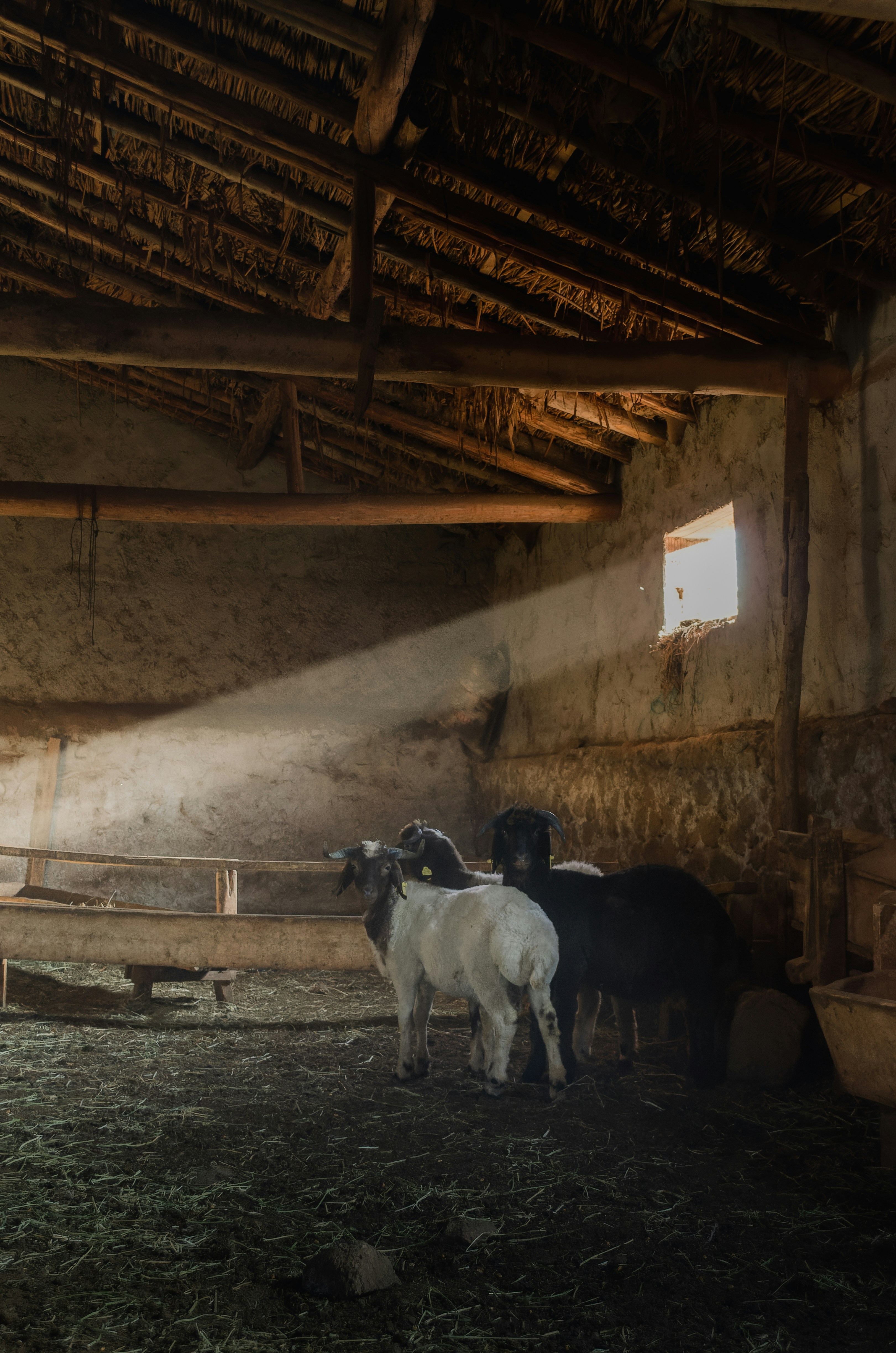 Sunbeam on the Goats in a Weathered Barn