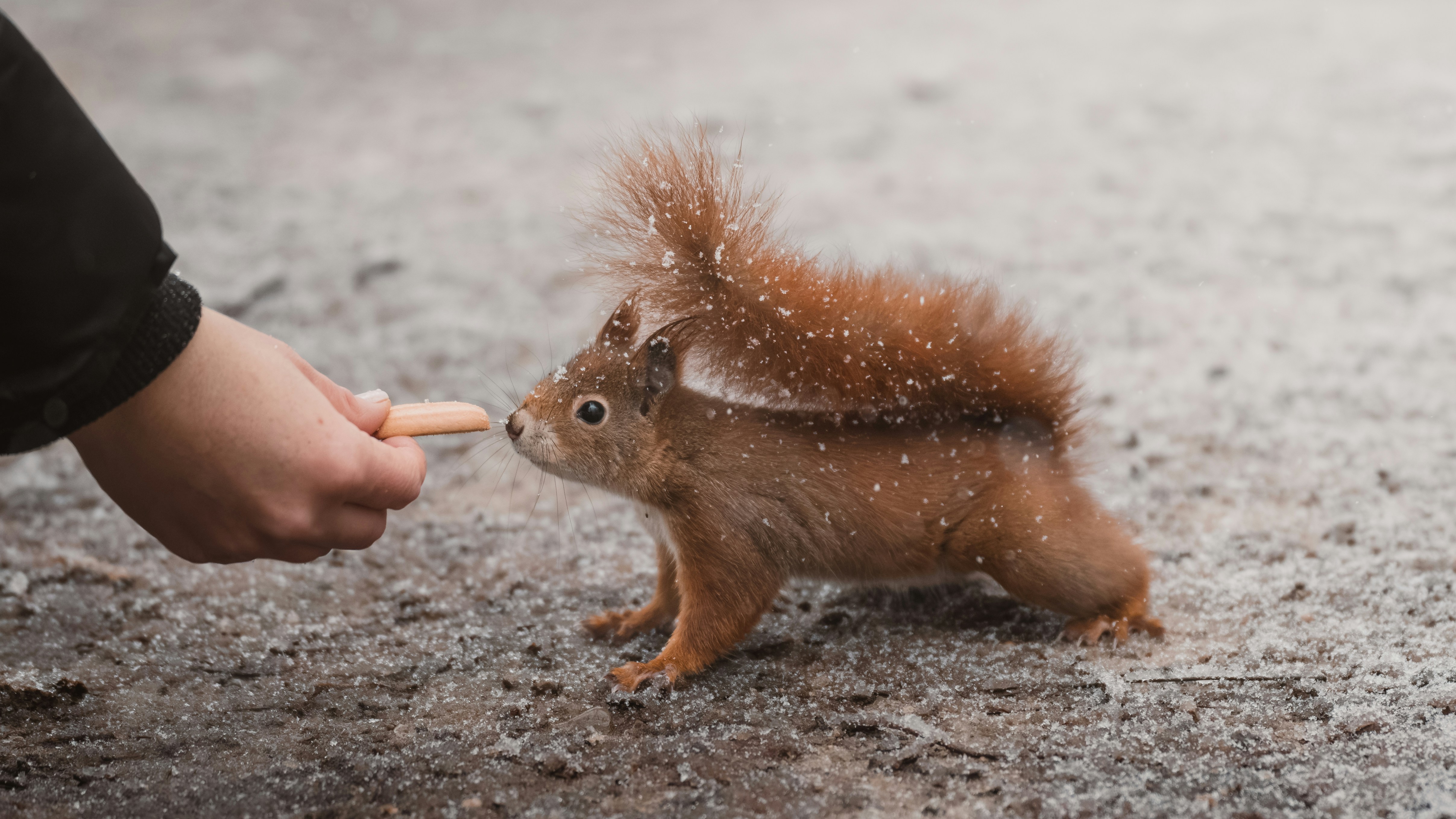 Nut Diplomacy on the Gravel Path