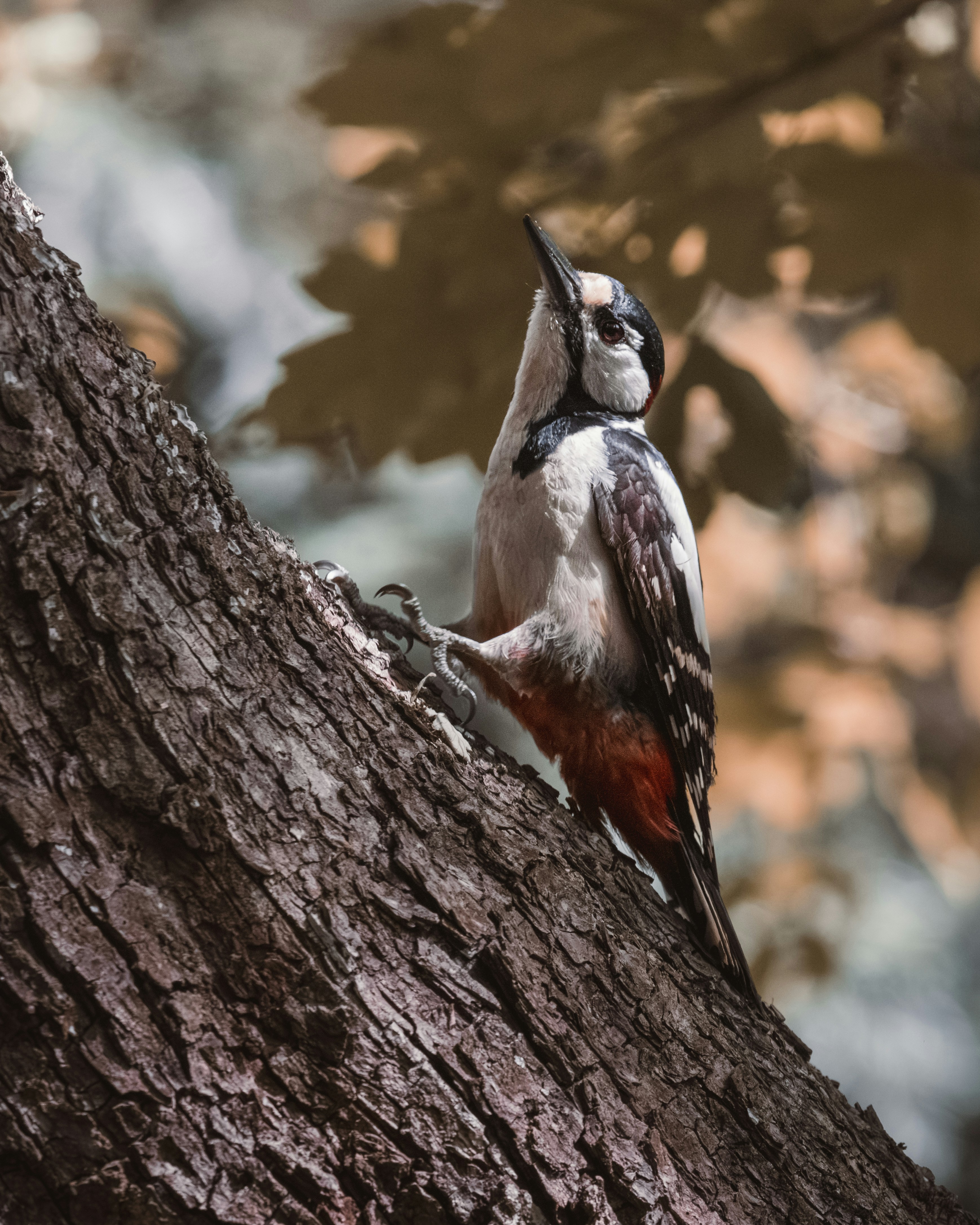 On Diagonal Bark: Great Spotted Woodpecker in Autumn Light