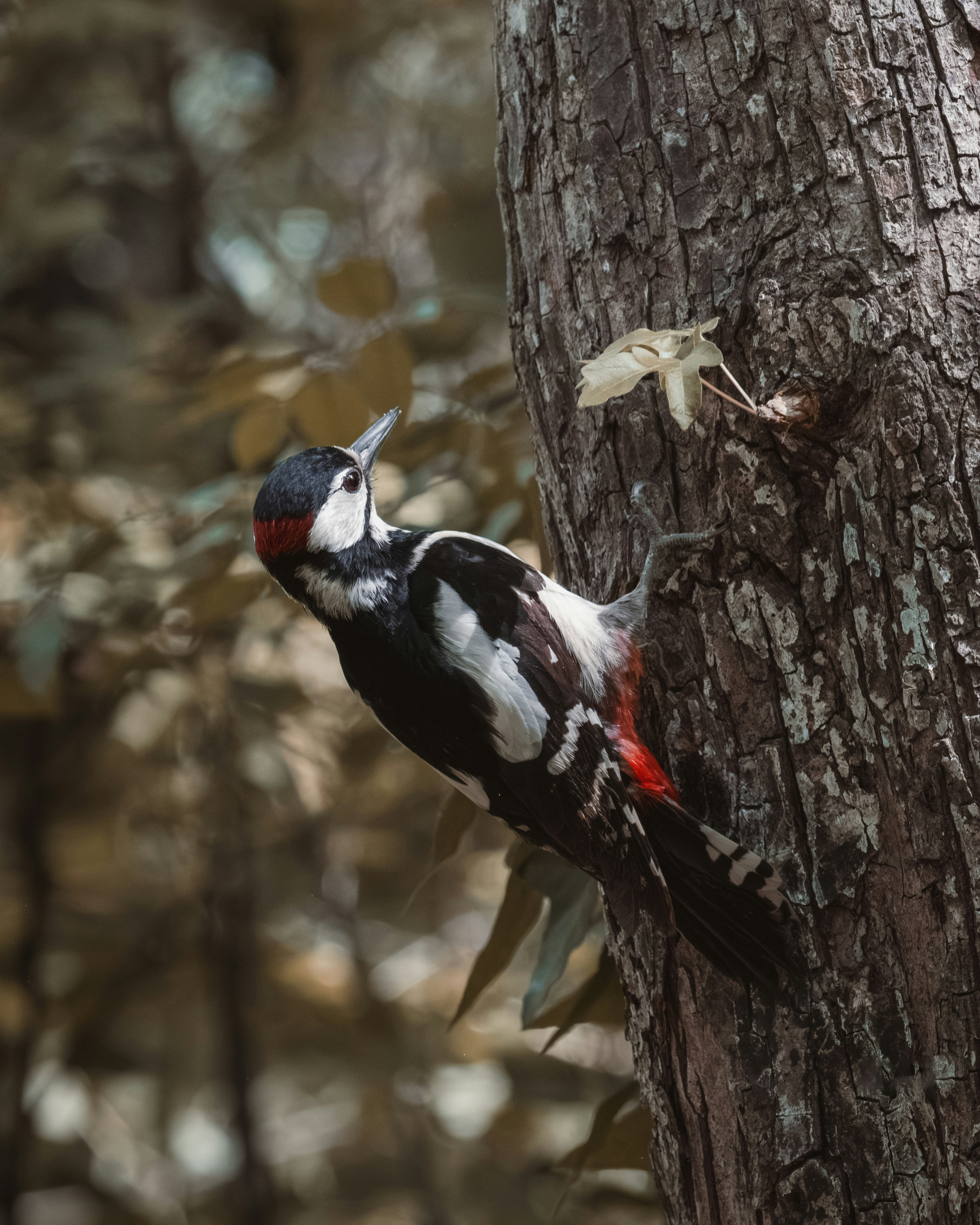 Red-Capped Woodpecker Clings to Rough Bark in Dappled Forest Light