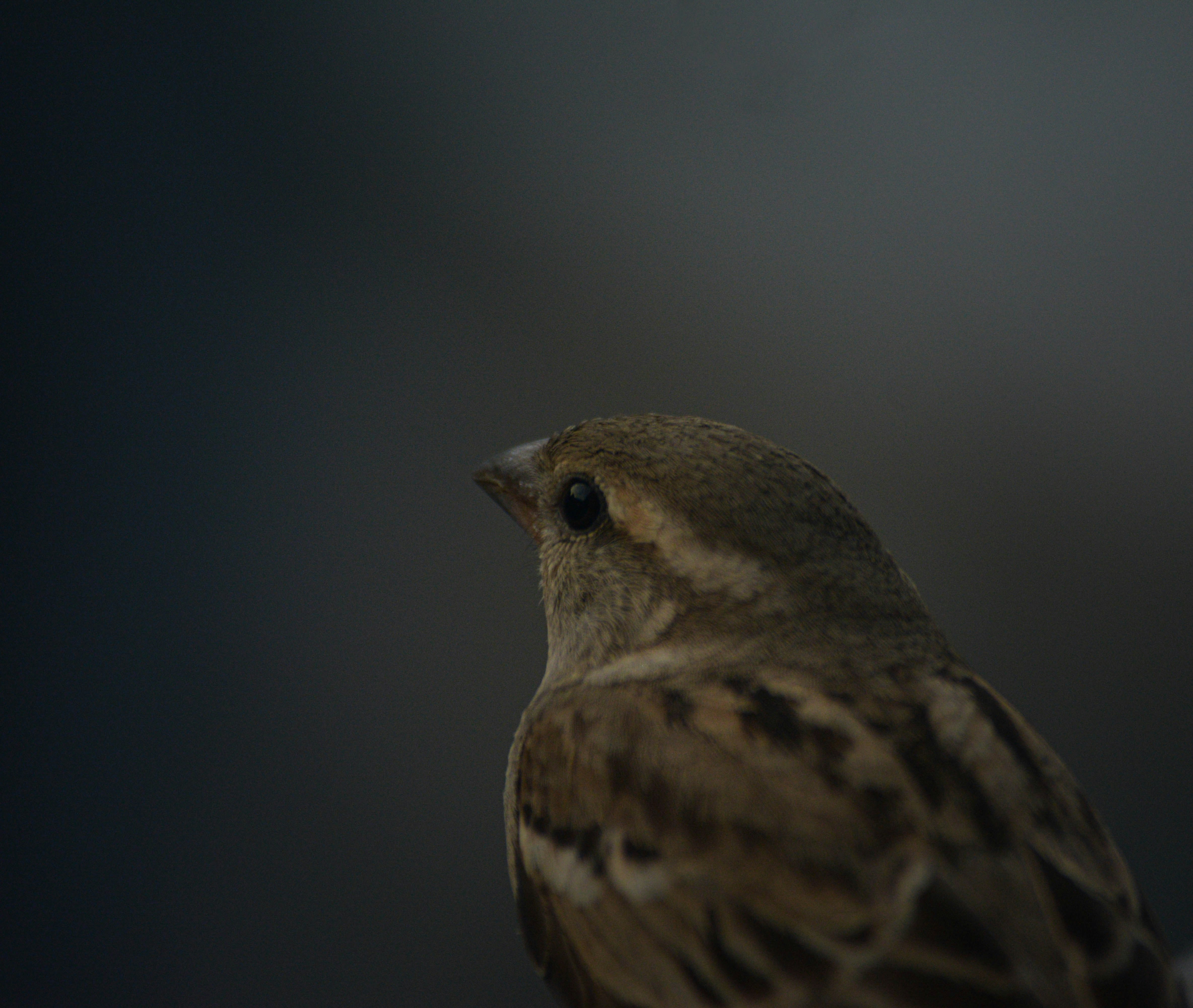 Close-up of a perched sparrow with a moody dusk backdrop