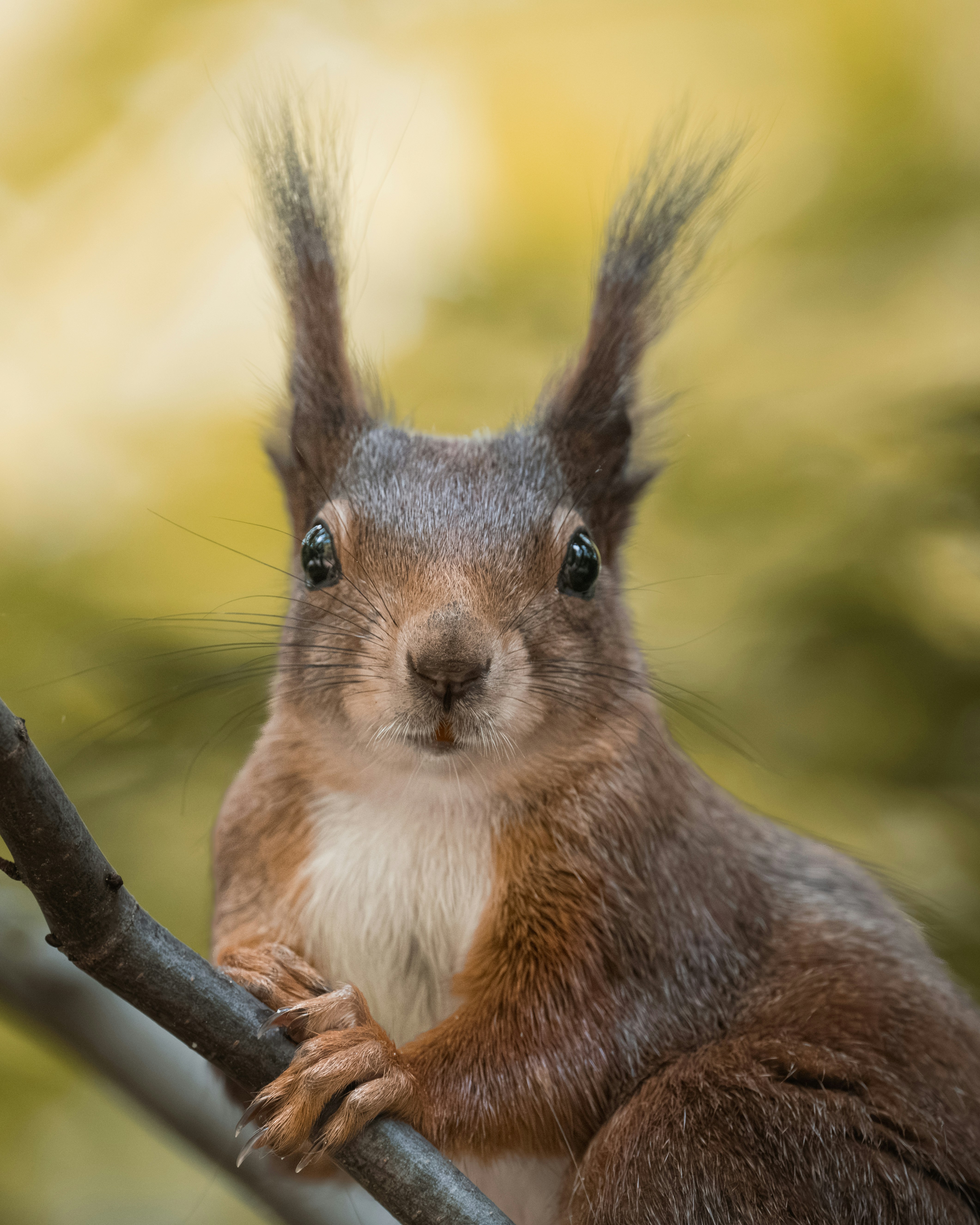 A squirrel is sitting on a tree branch photo – Free Animal Image on ...