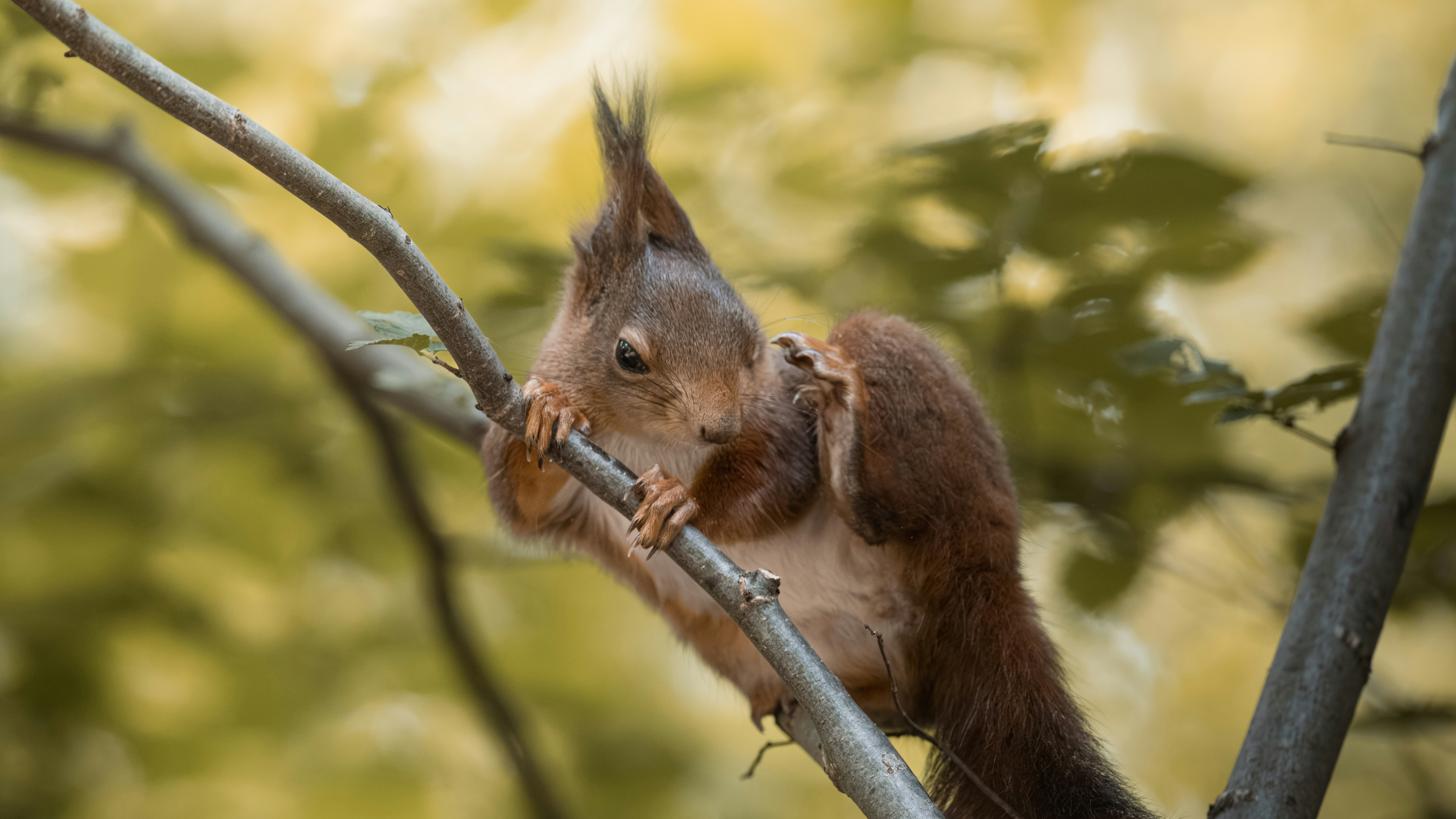 A squirrel is sitting on a tree branch photo – Free Animal Image on ...