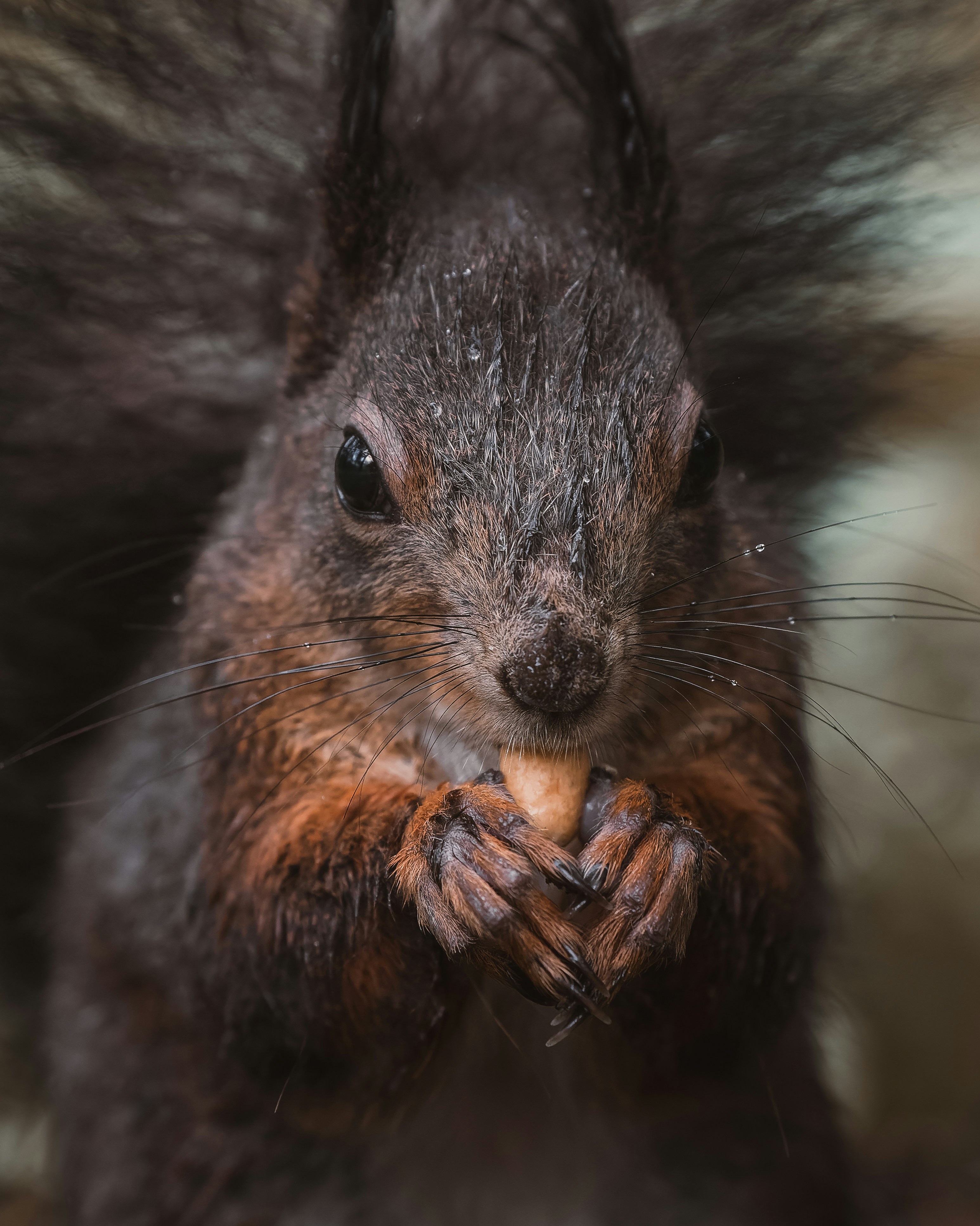 Nut-wrapped Moment: Squirrel Portrait in Soft Focus