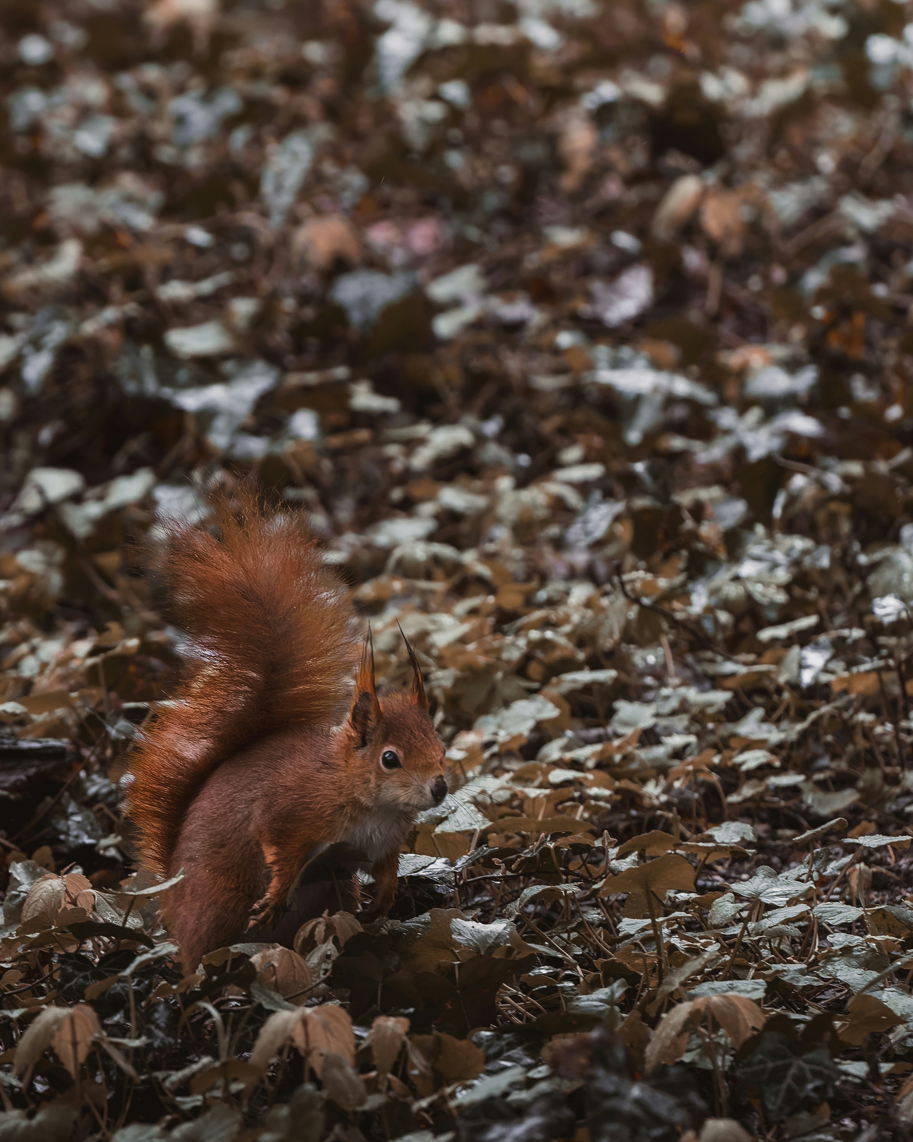 Rust-Colored Forager Amid Frost-Dusted Leaves