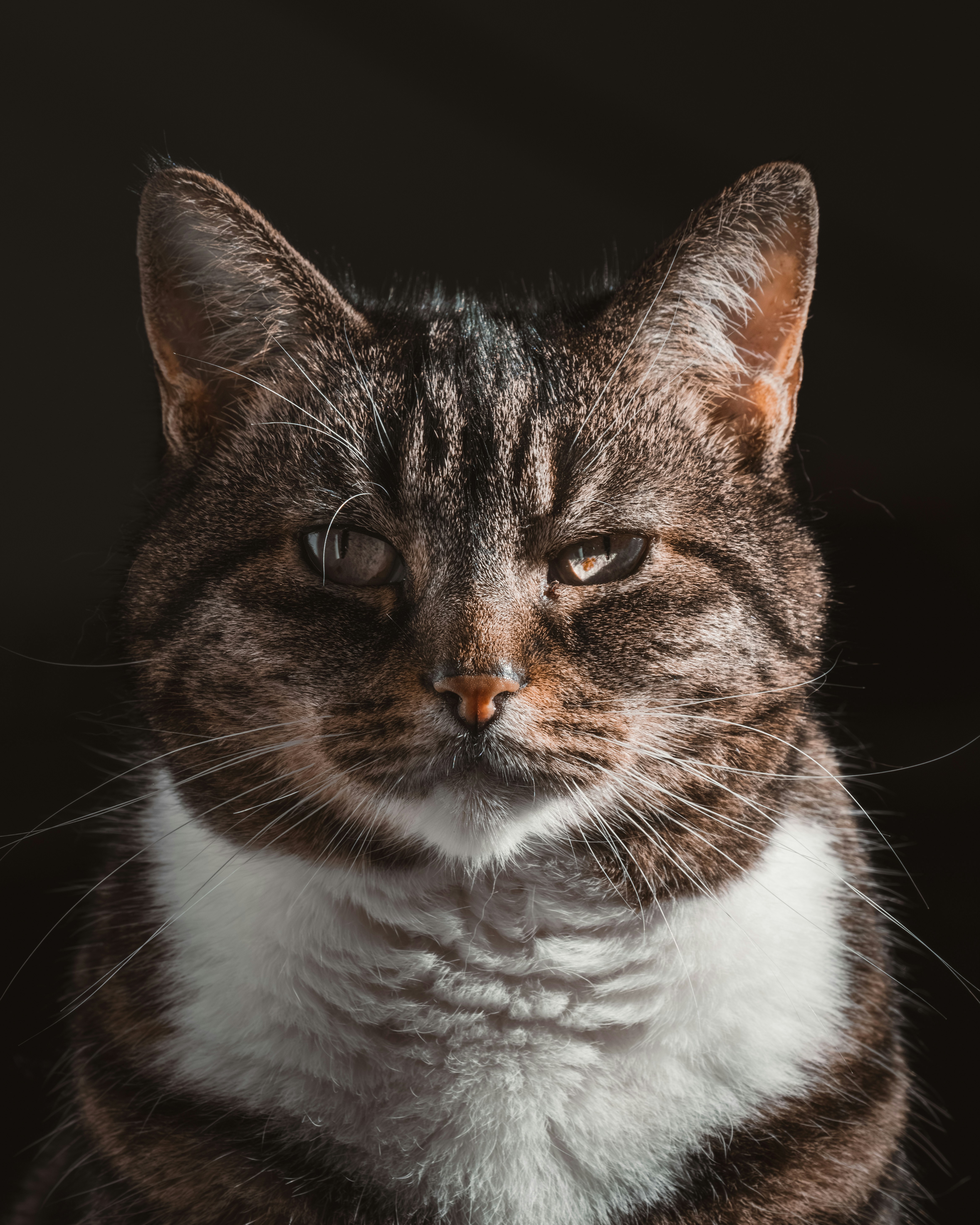 A close up of a cat on a black background photo – Free Wallpaper Image ...
