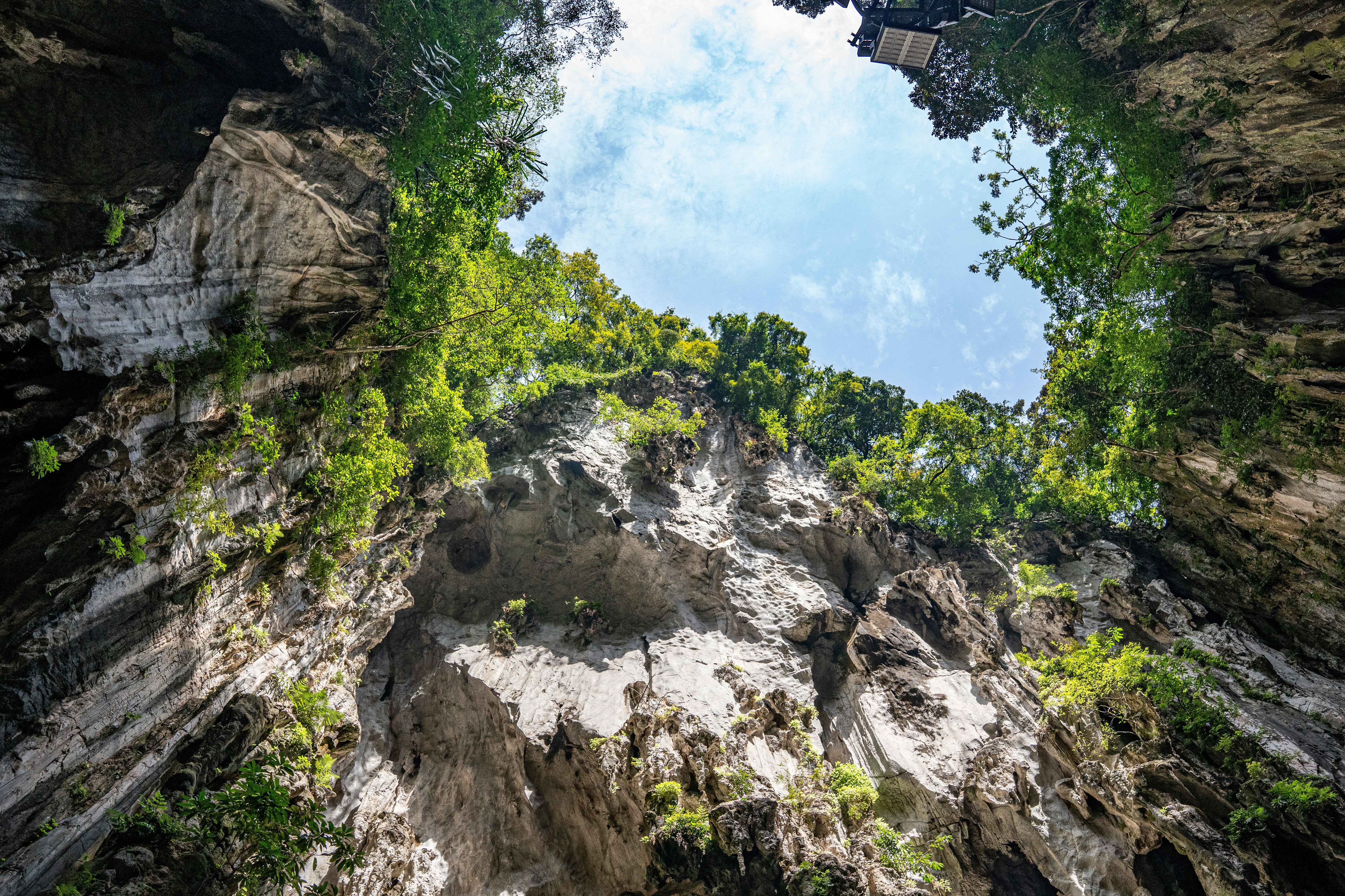 Sunlight filters through lush greenery at the top of a limestone cave.