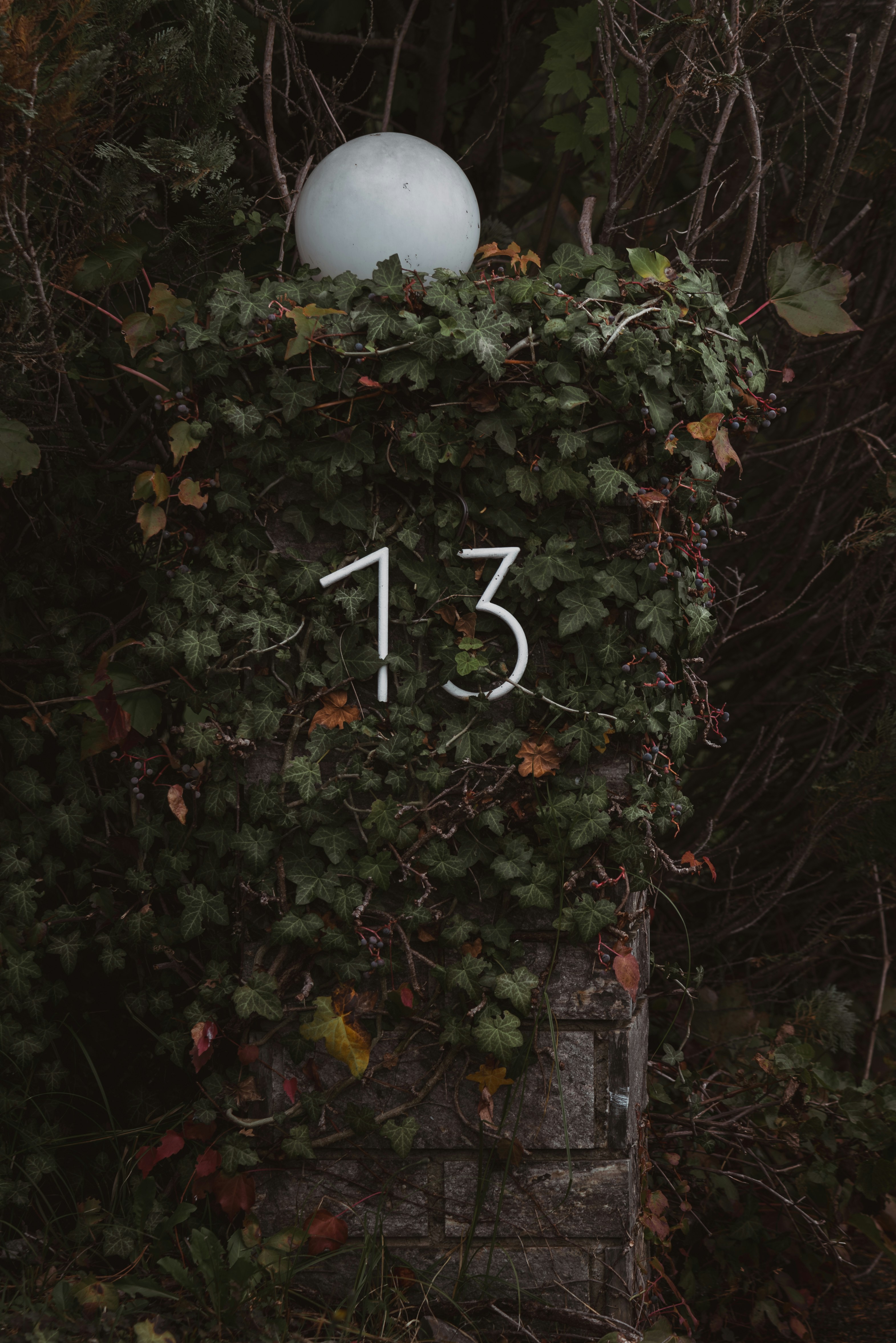 Whispers of Nature: The Enigmatic 13