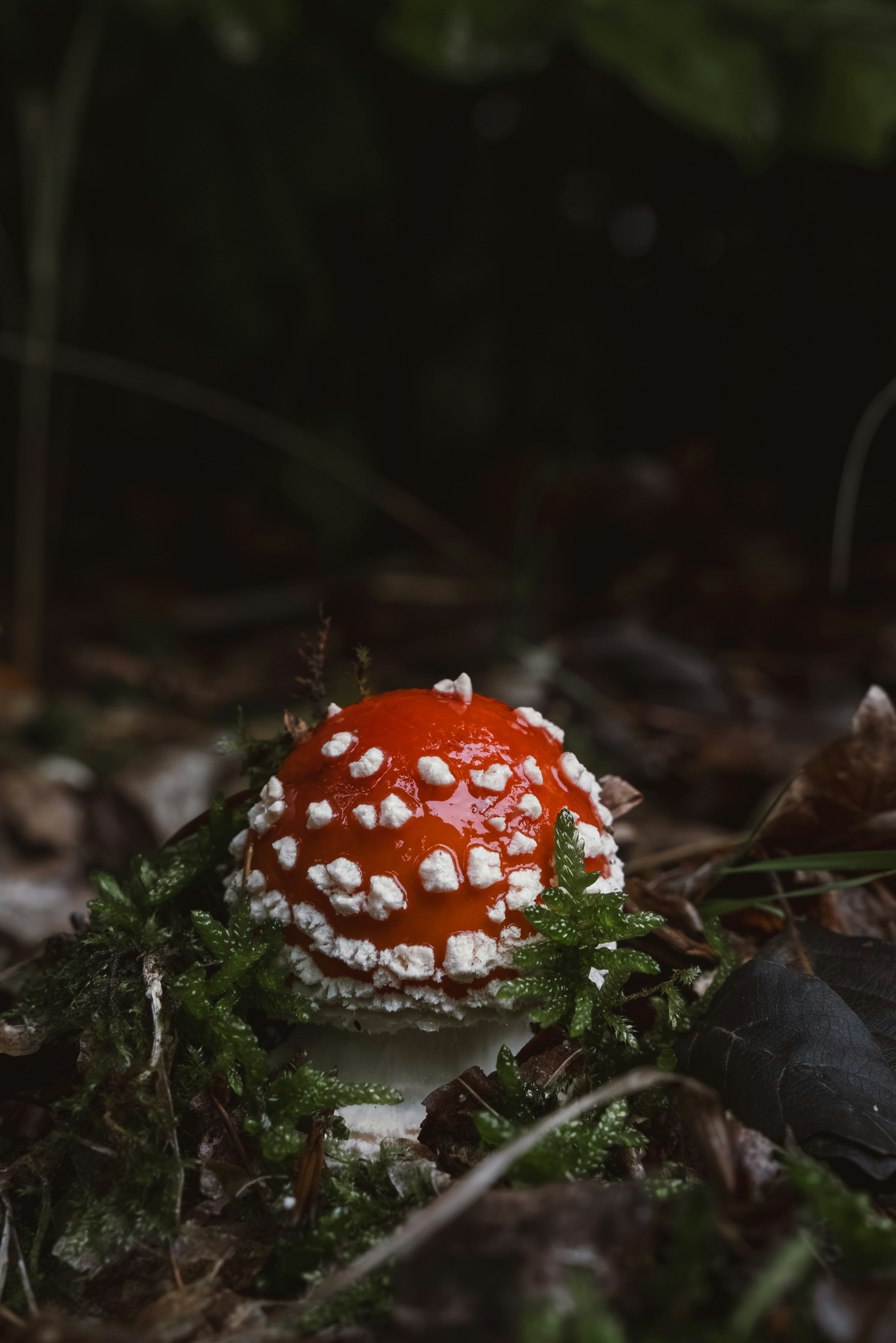 Vibrant Red Mushroom in the Woods