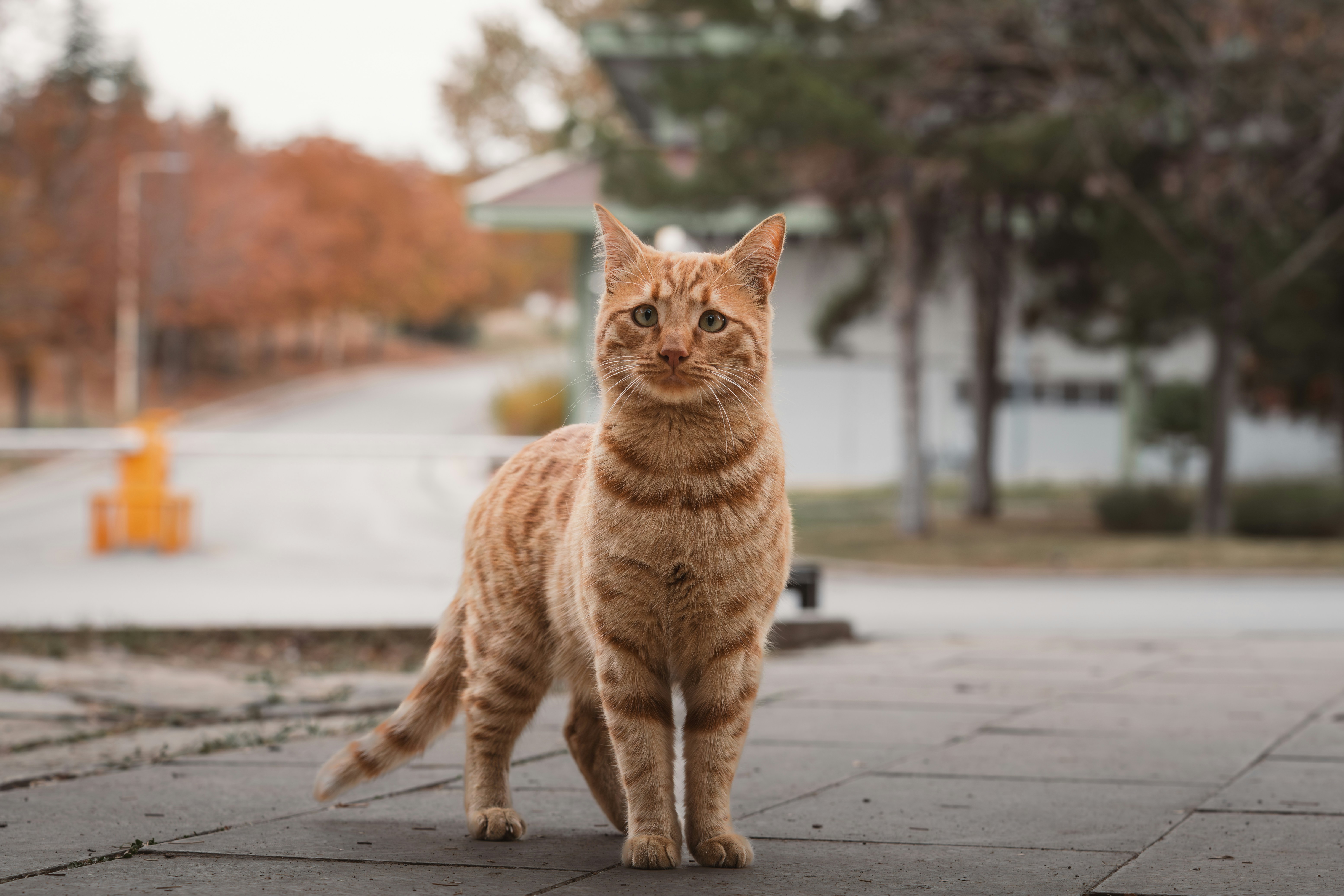 Autumn's Confident Companion
