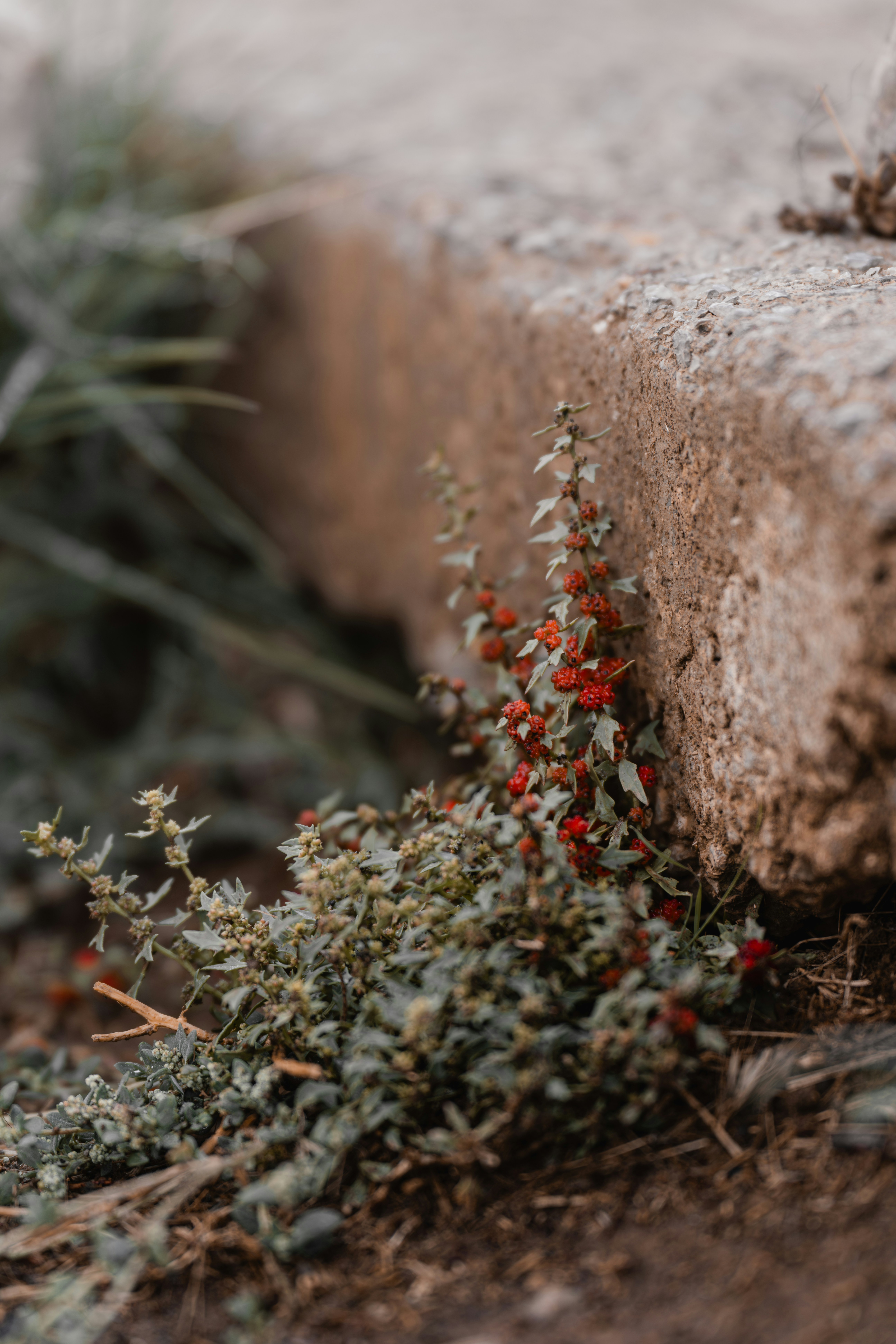 Crimson berries thread through a weathered stone ledge