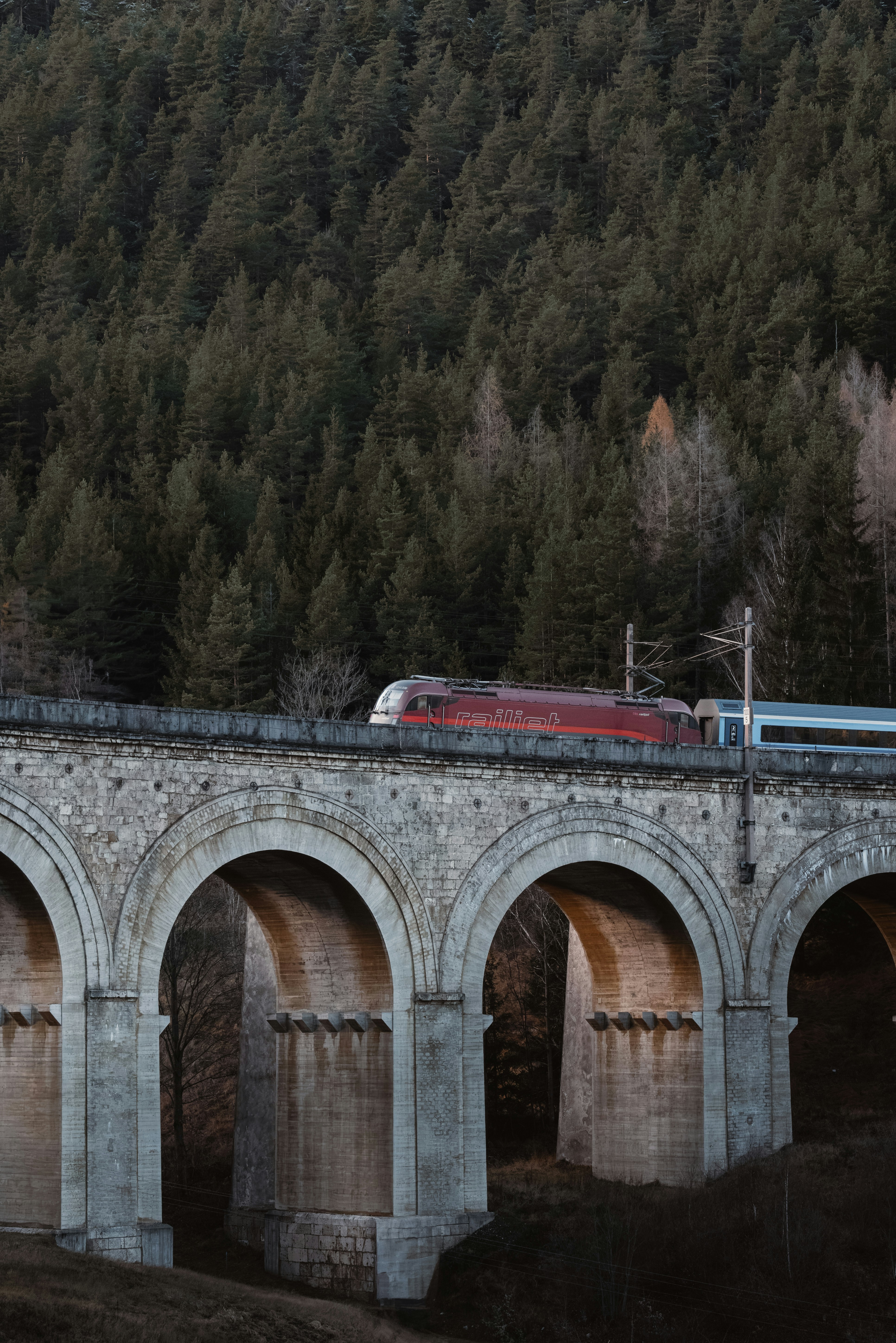 Railway Arches in Evening Light under Conifer Canopy
