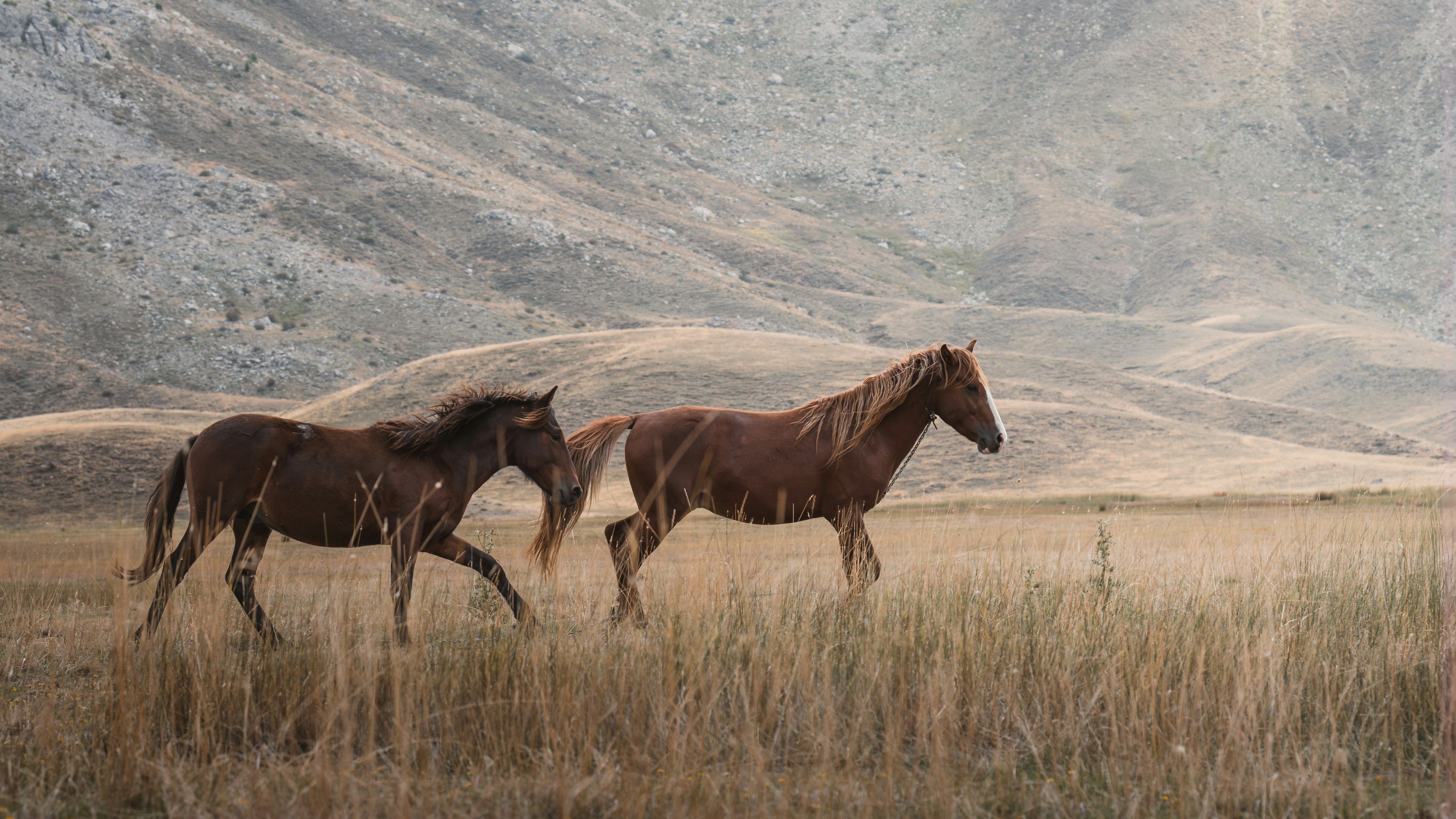 Two brown horses trotting through a golden meadow with rugged hills in the background.