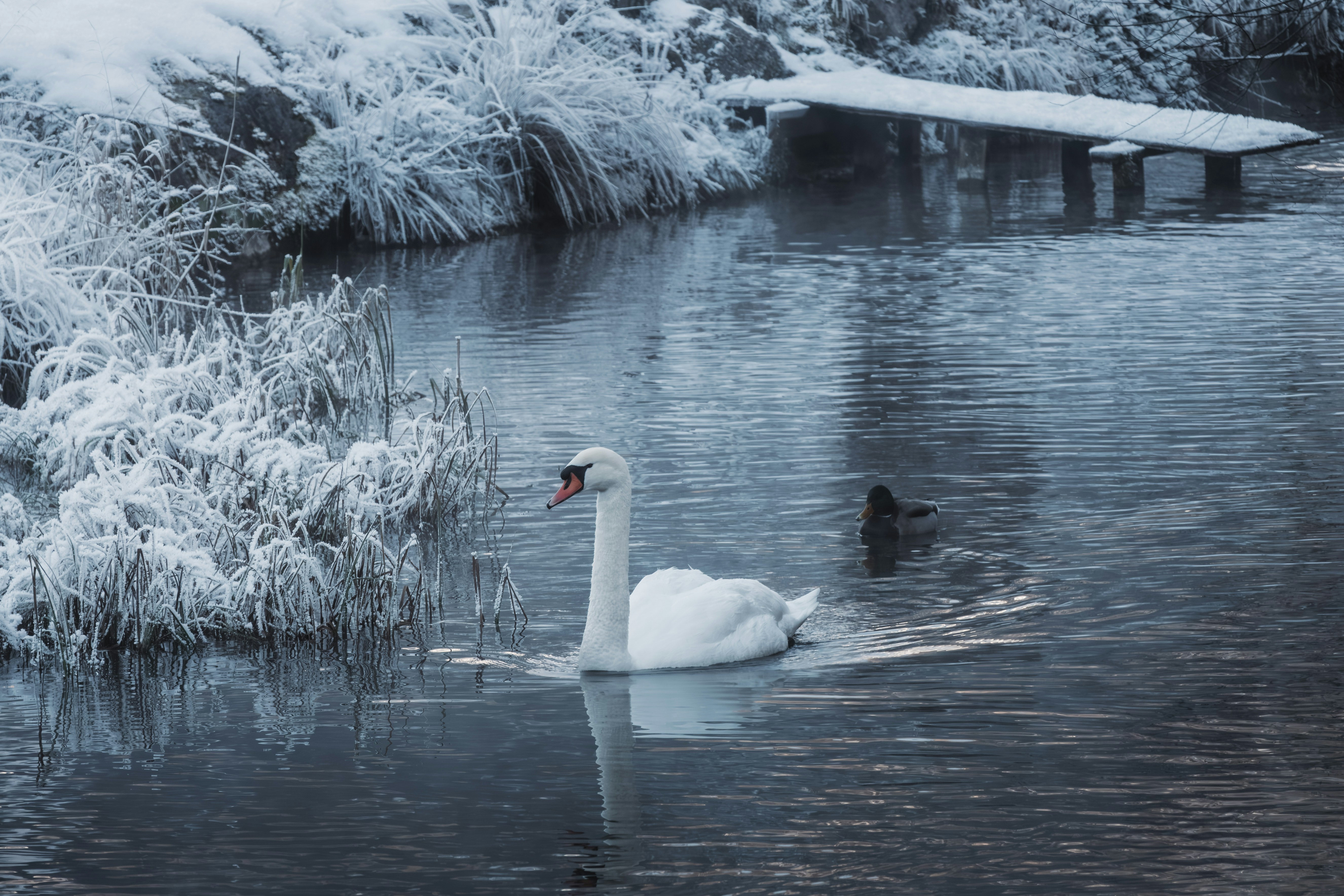 Serene Winter Waters: A Swan's Journey