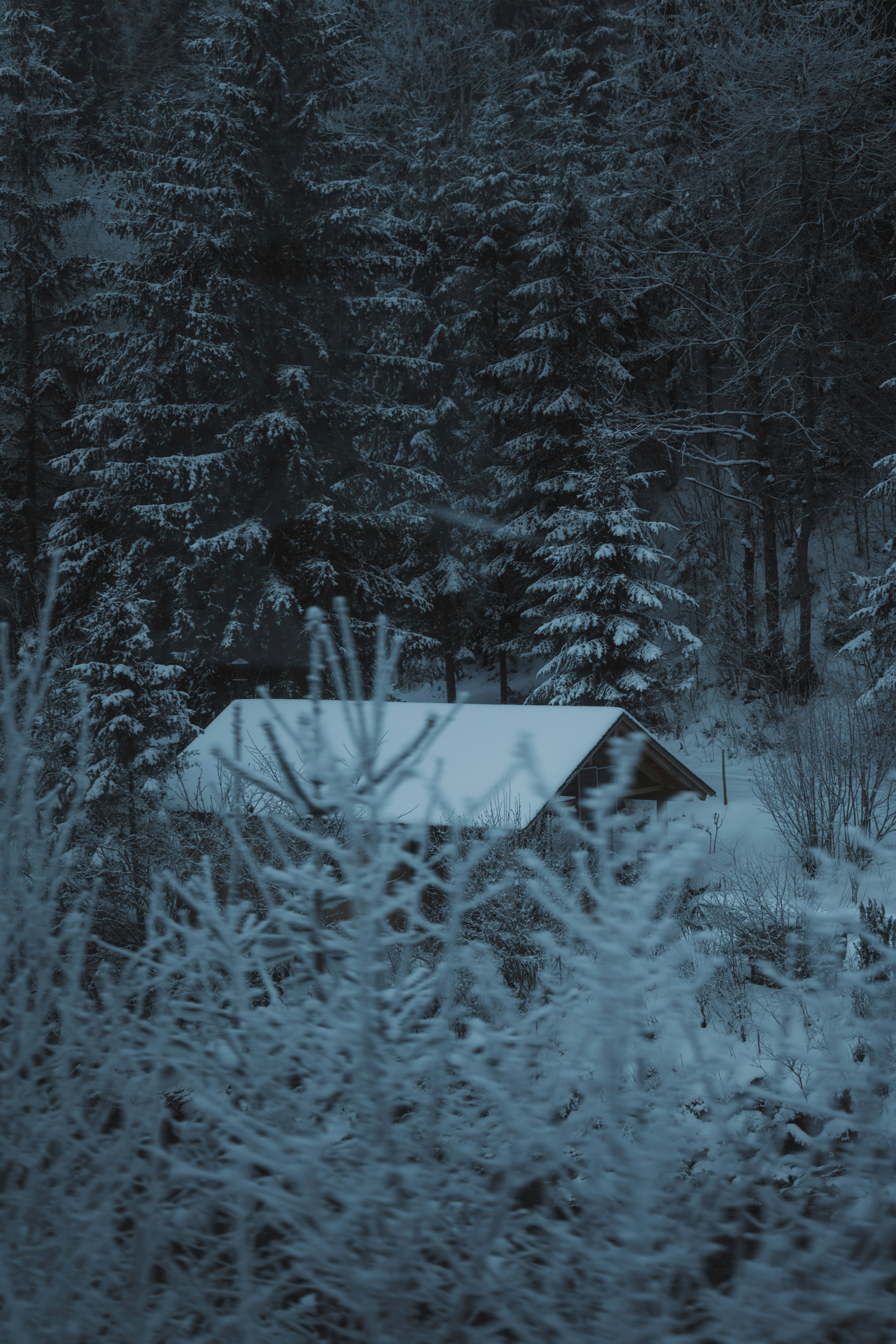Snowbound Shelter Nestled Under a Conifer Canopy