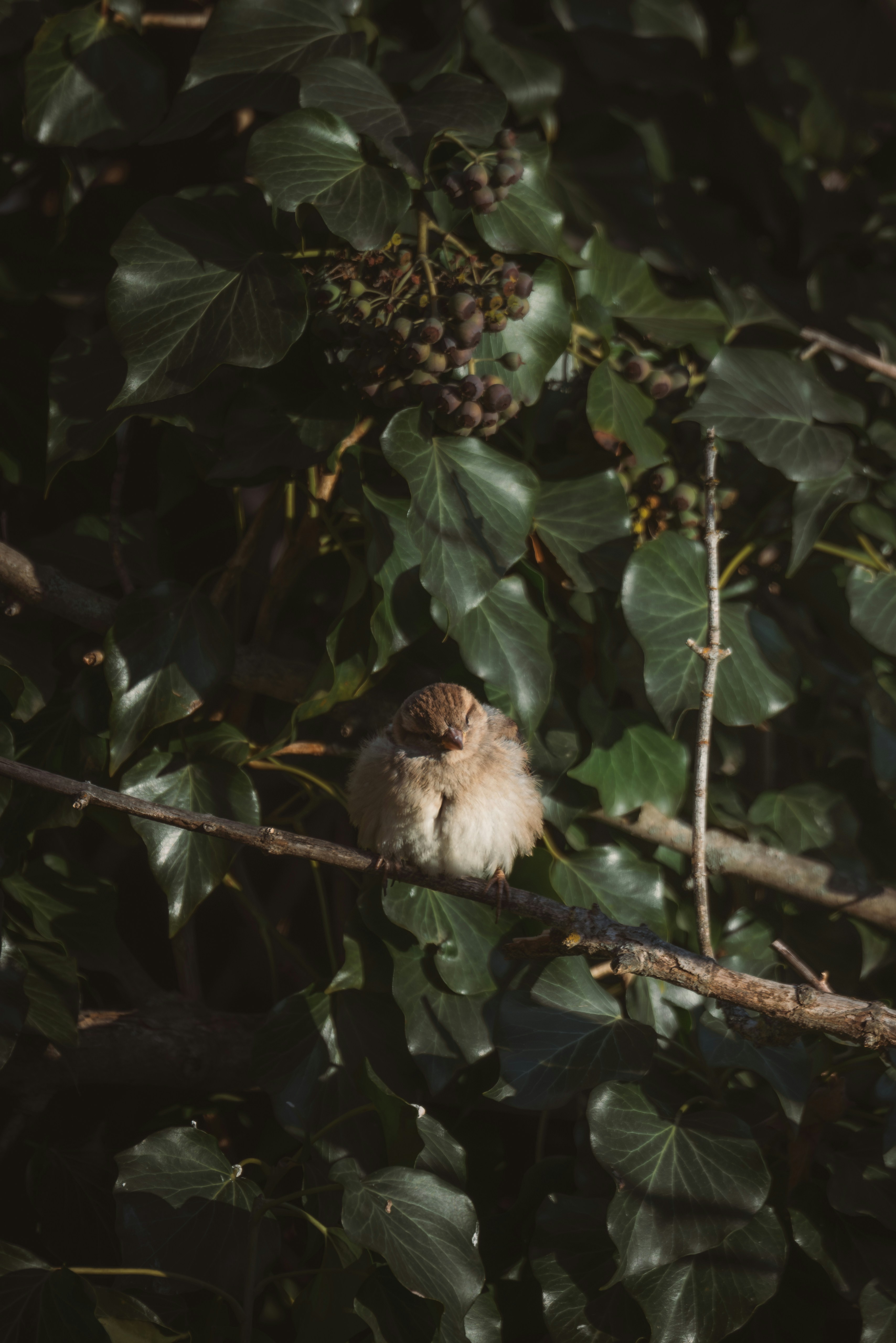 Tiny Fluffball on a Twig: Quiet Moment in Ivy and Berries