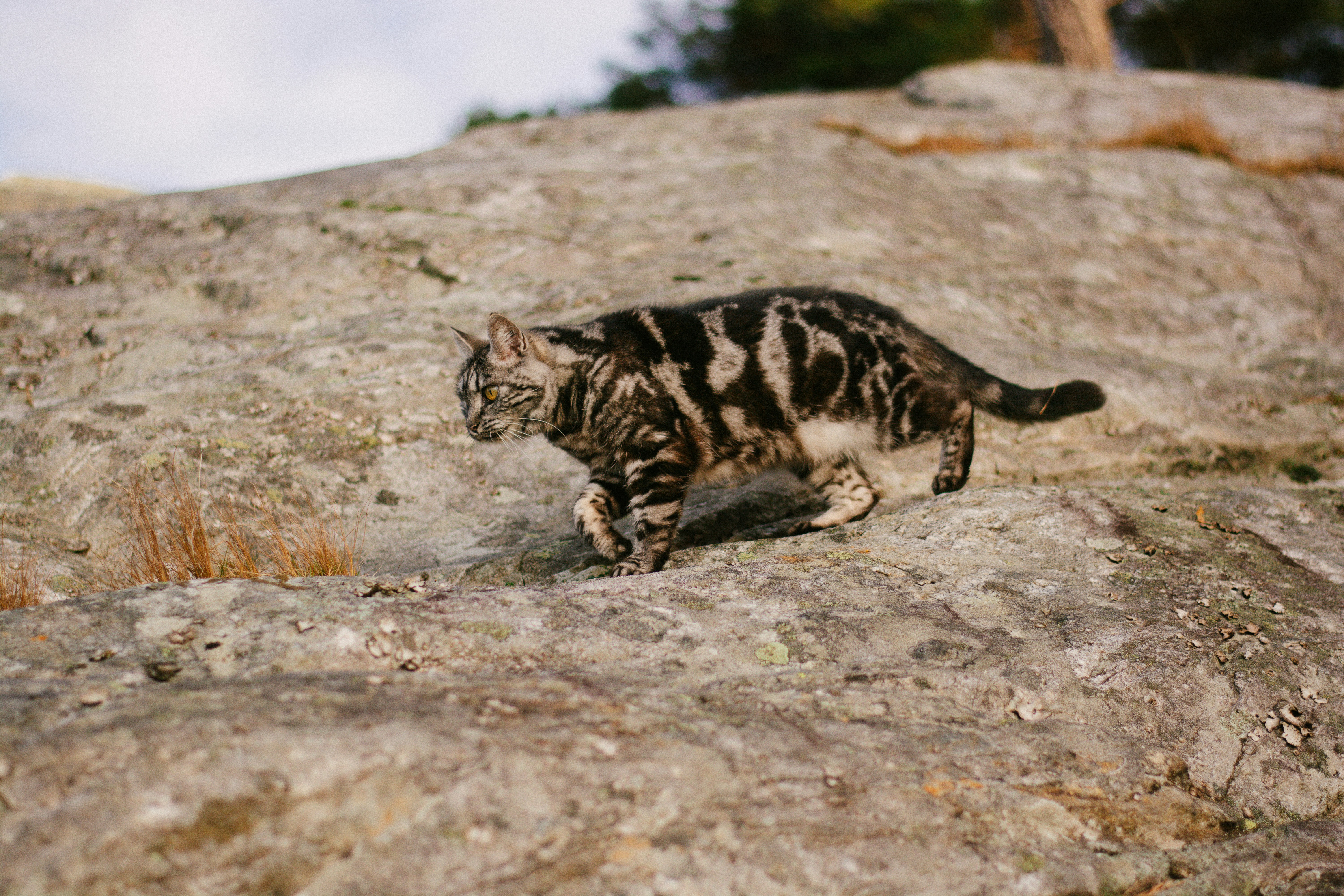 Granite Trek: A Tabby Patrols the Weathered Cliff