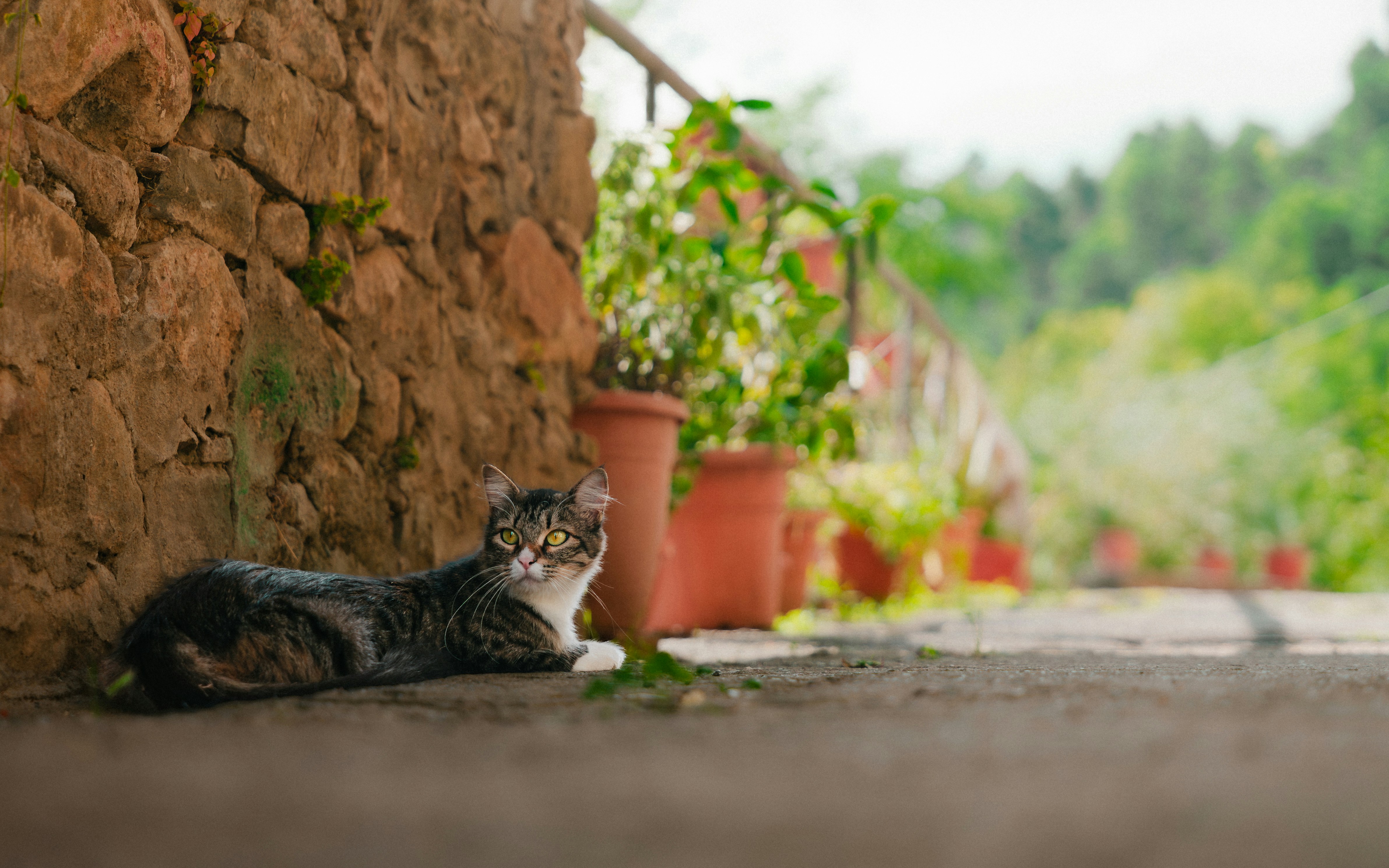 Sunlit Lull: A Cat Where Stone Walls Meet Terracotta Pots